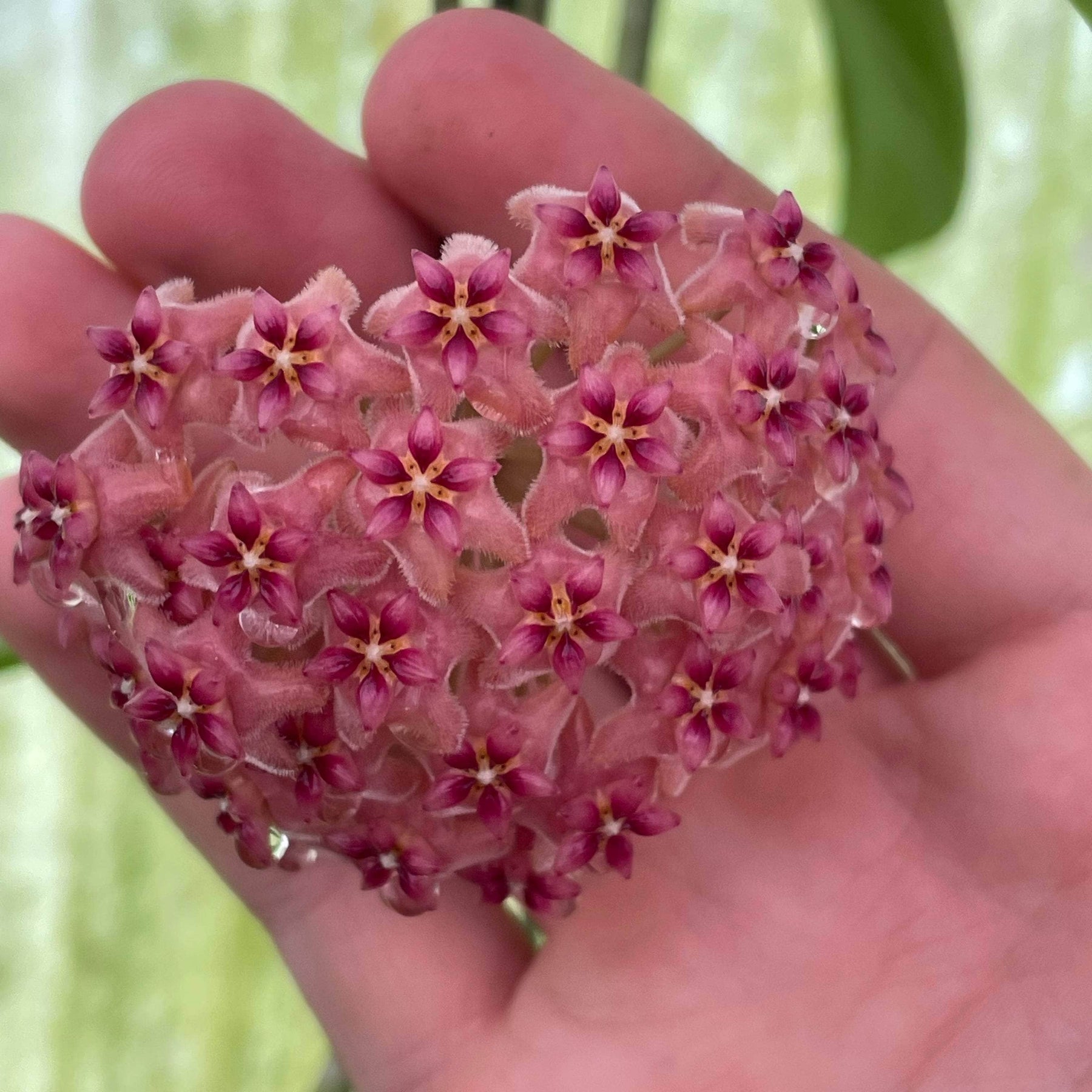Hoya 'Kicki' - Gabriella Plants