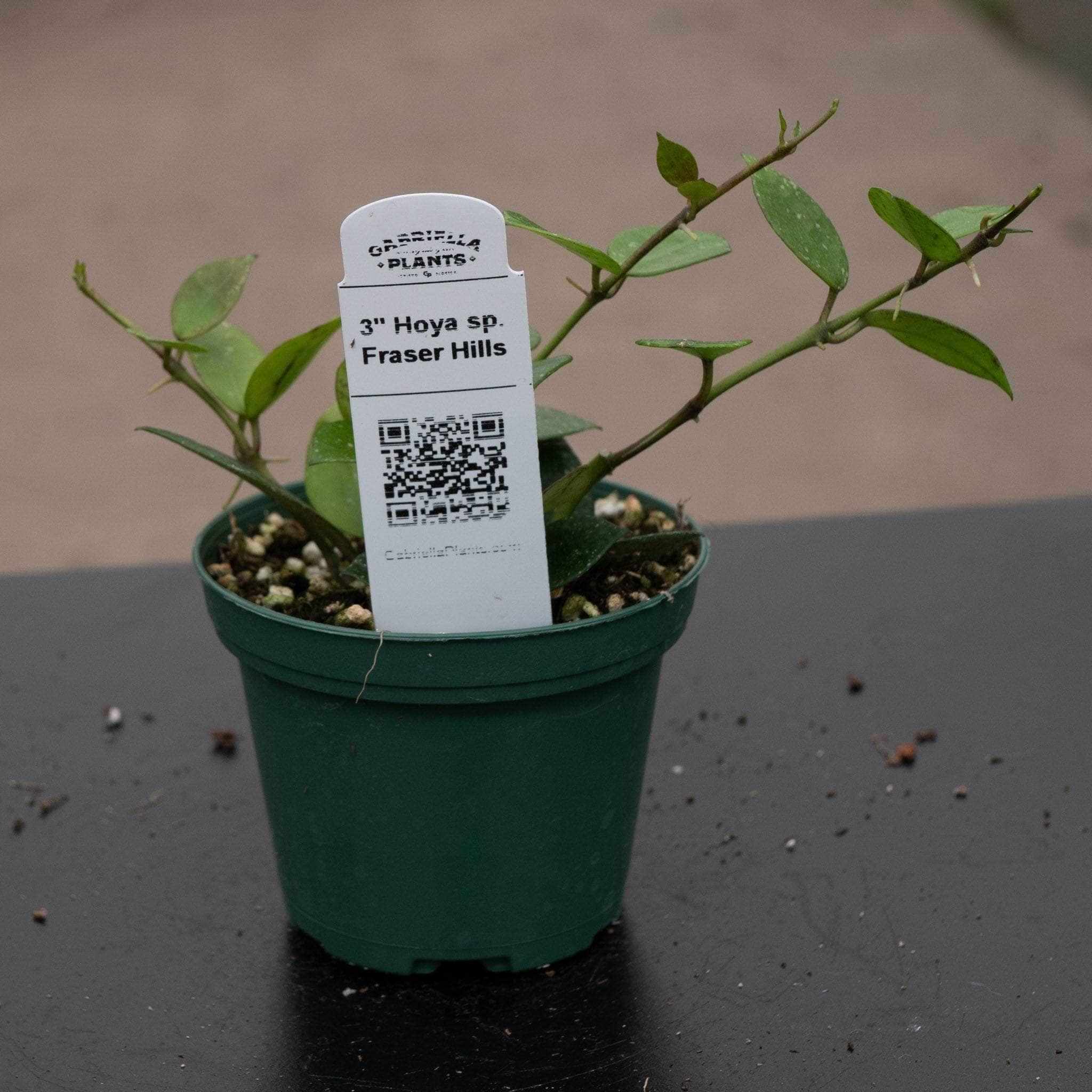 Hoya lacunosa 'Fraser Hills' - Gabriella Plants