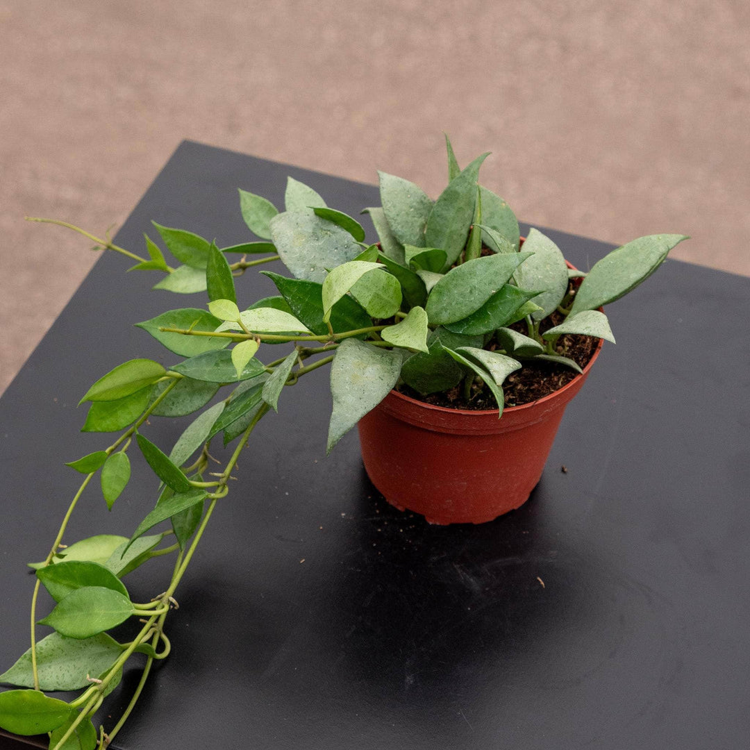 Hoya lacunosa 'Mint' - Gabriella Plants