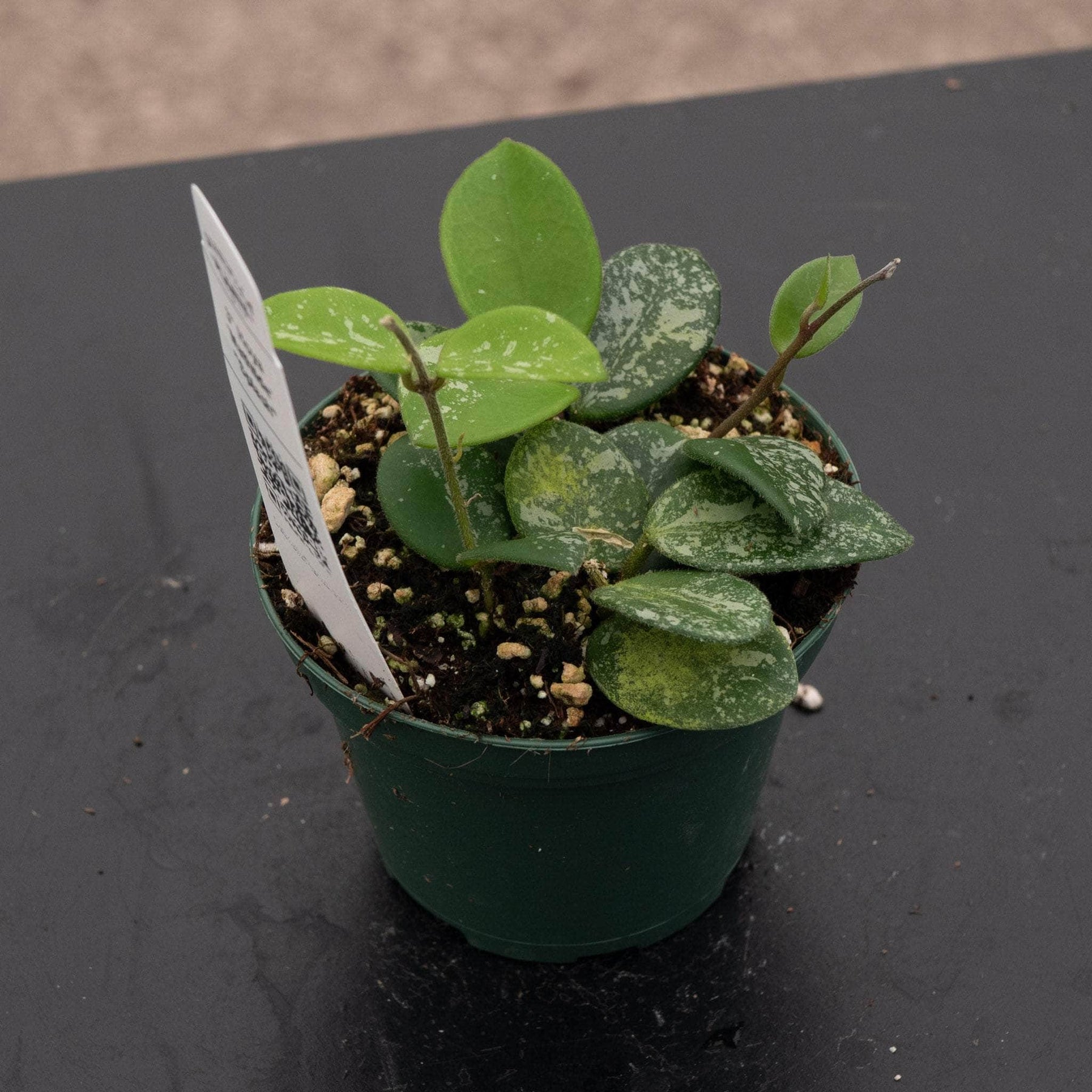 Hoya 'Mathilde’ ‘Splash’ - Gabriella Plants