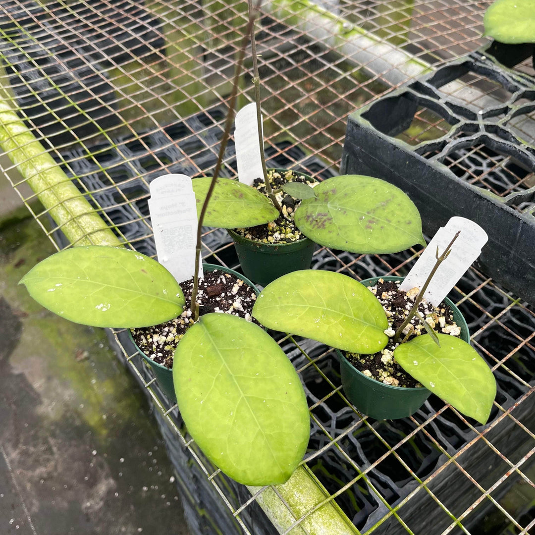 Hoya 'Perfection' - Gabriella Plants