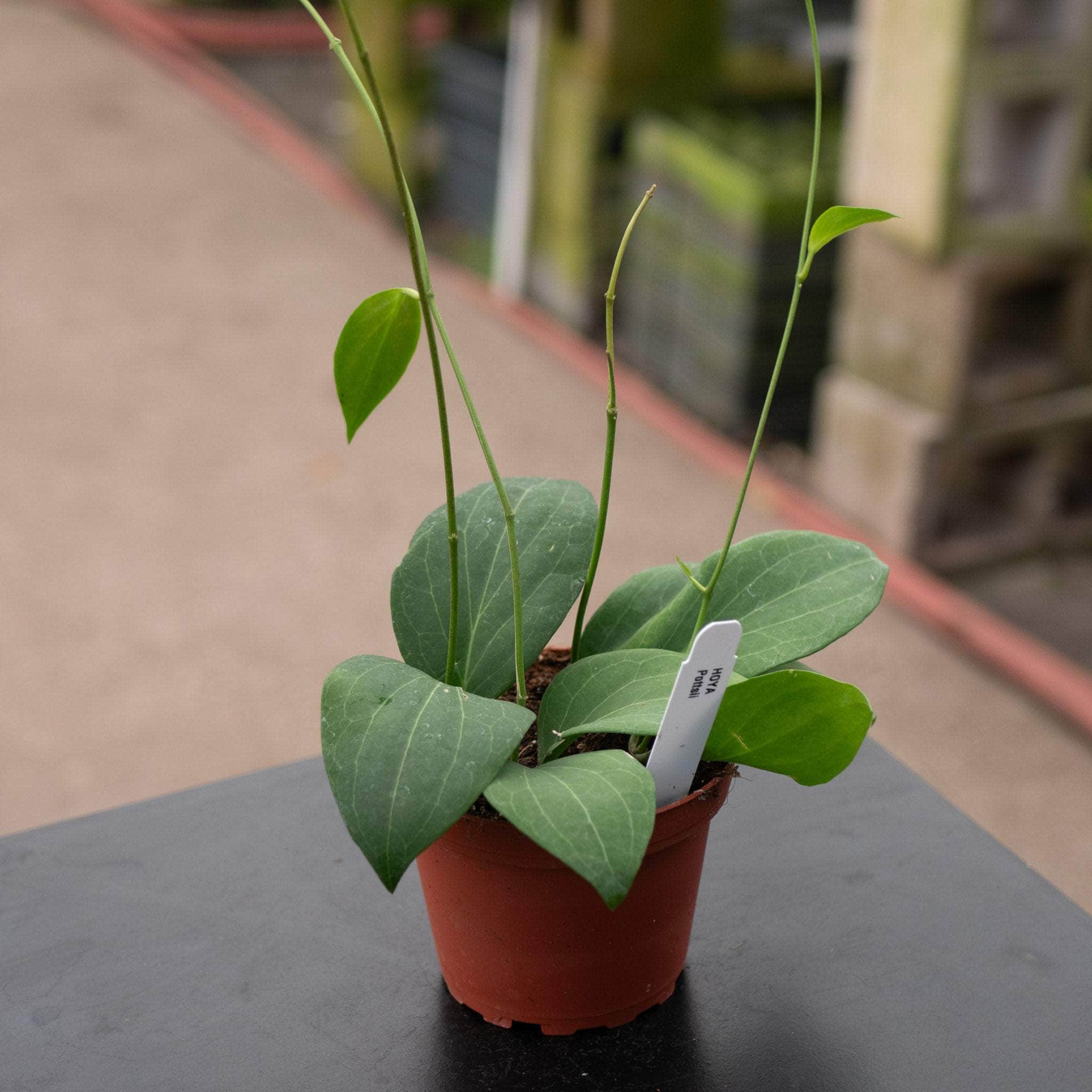 Hoya pottsii - Gabriella Plants