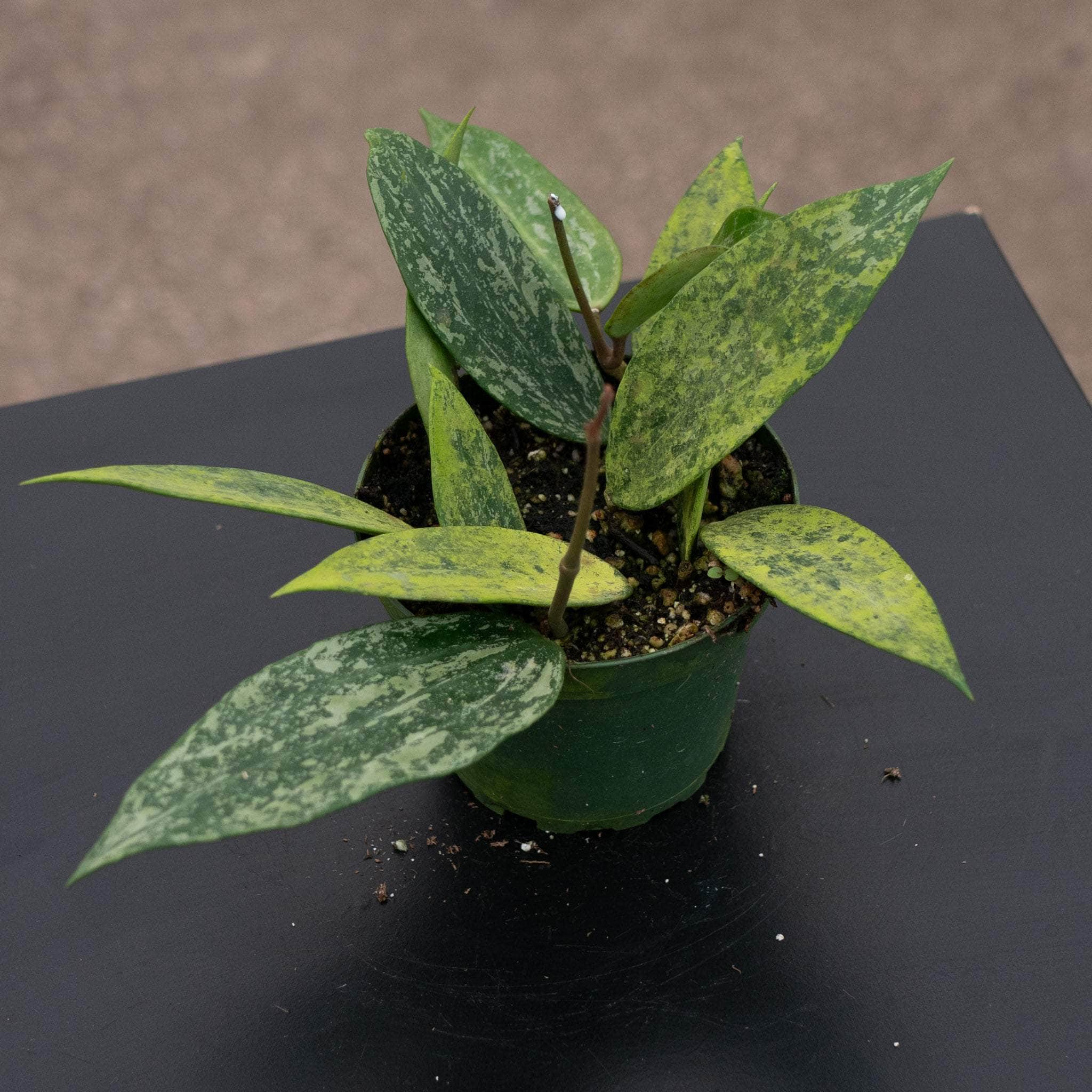 Hoya sp. Rangsan - Gabriella Plants