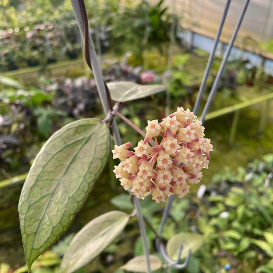 Hoya - Gabriella Plants