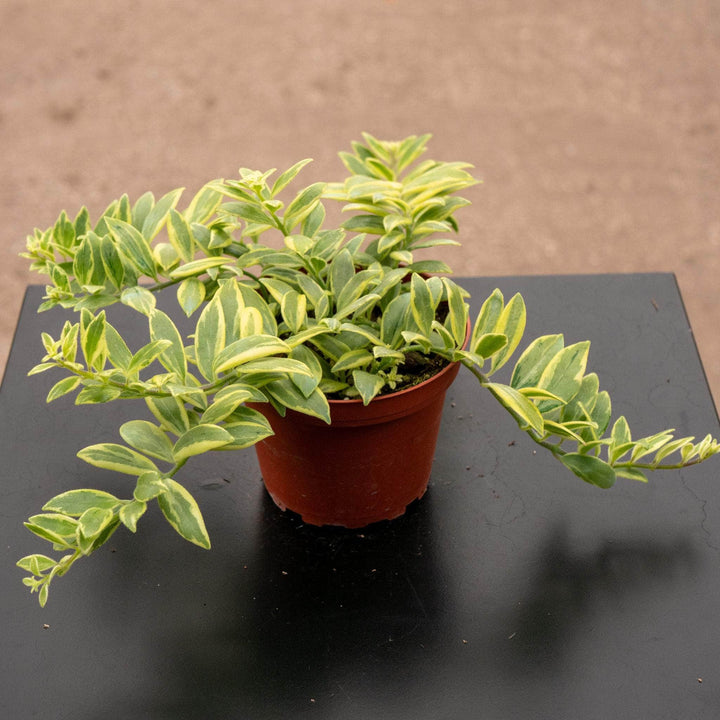 Lipstick Aeschynanthus 'Bolero Bicolor' - Gabriella Plants