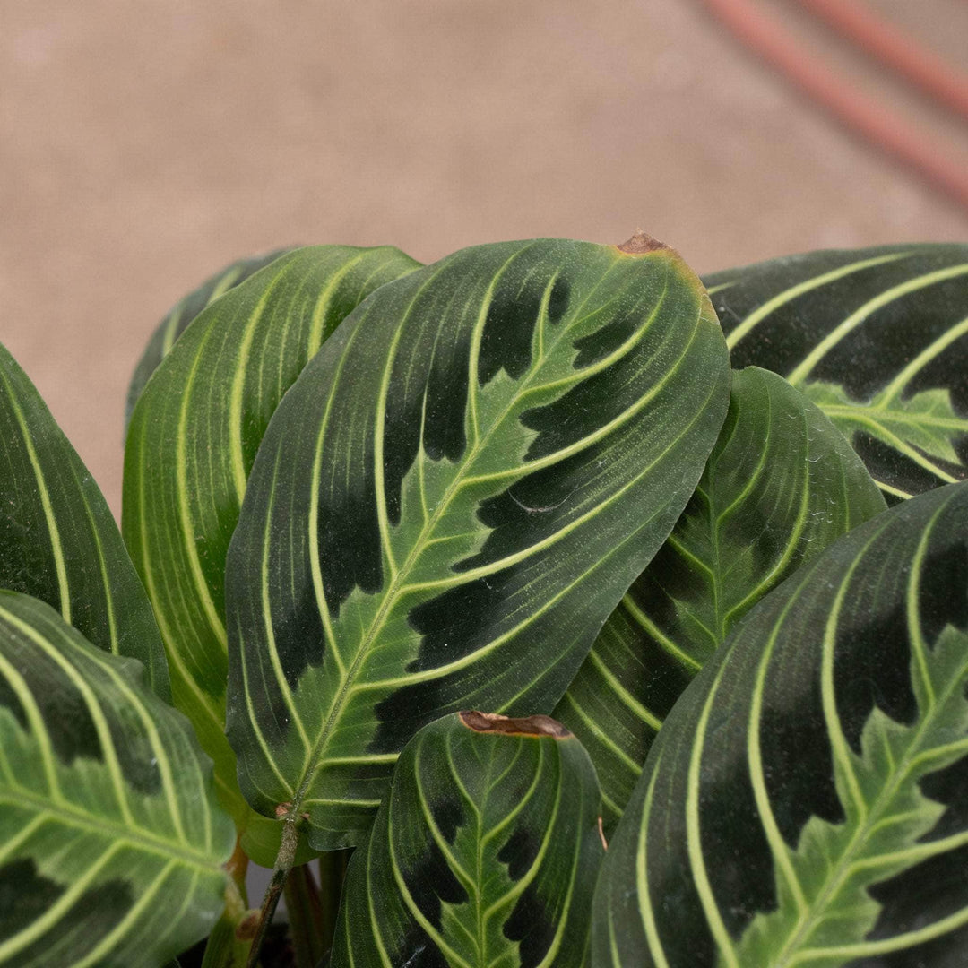 Maranta leuconeura "Lemon Maranta" - Gabriella Plants