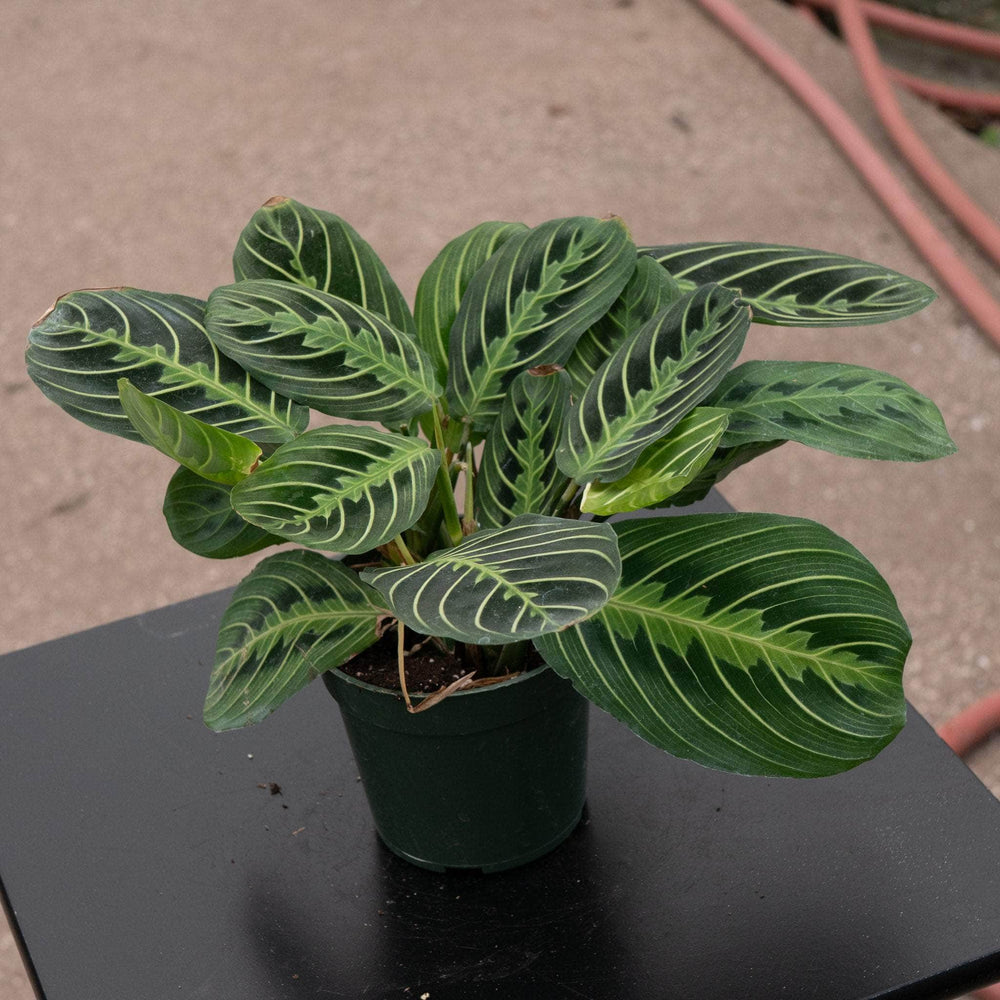 Calathea - Gabriella Plants