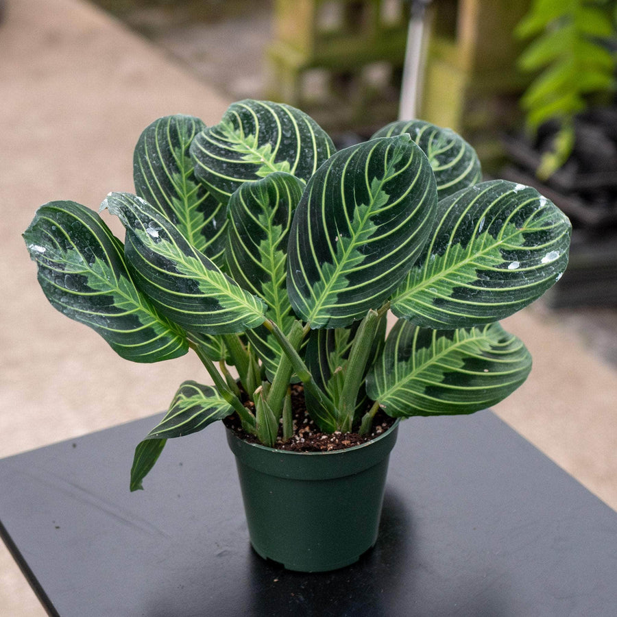 Calathea - Gabriella Plants