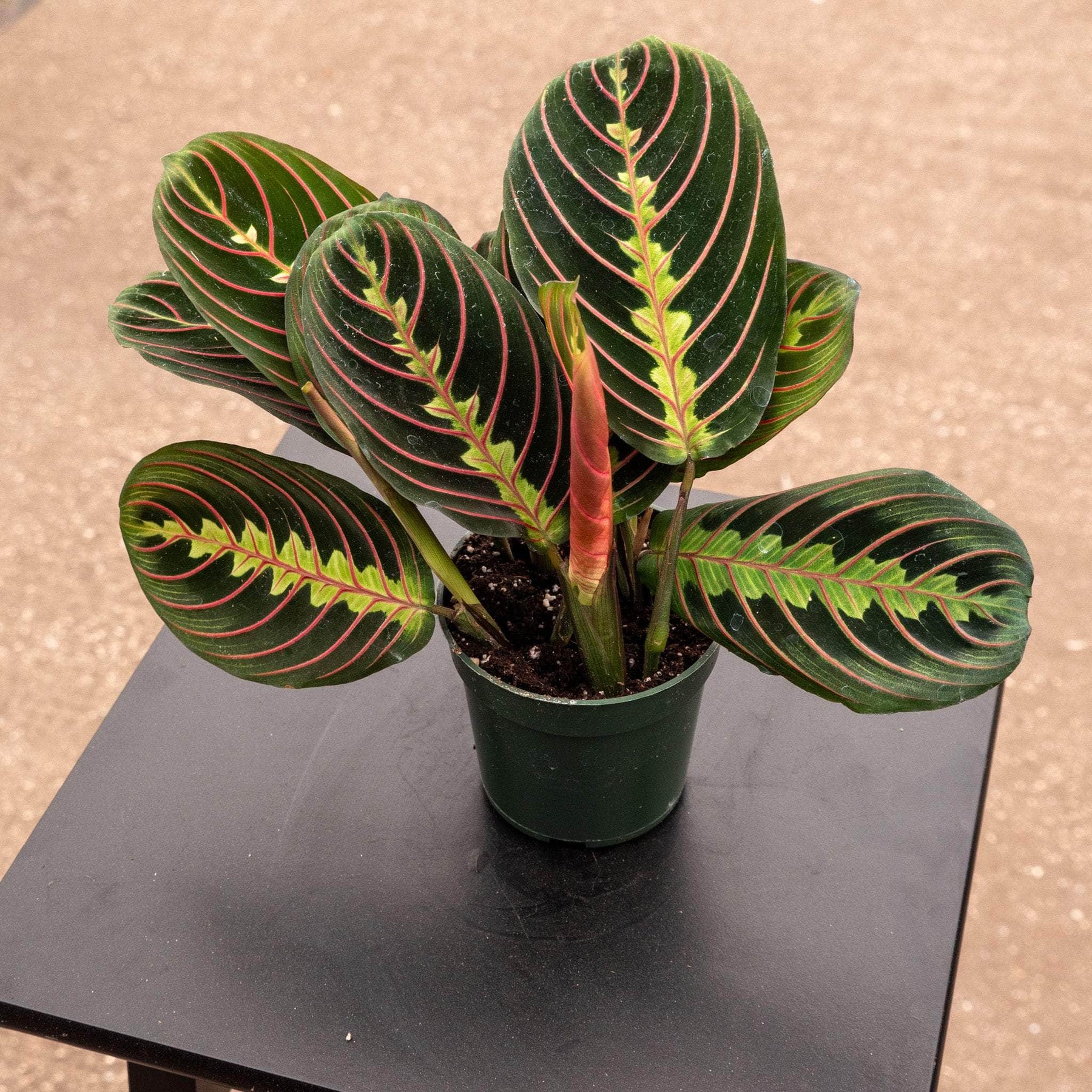 Maranta leuconeura ‘Red Maranta’ - Gabriella Plants