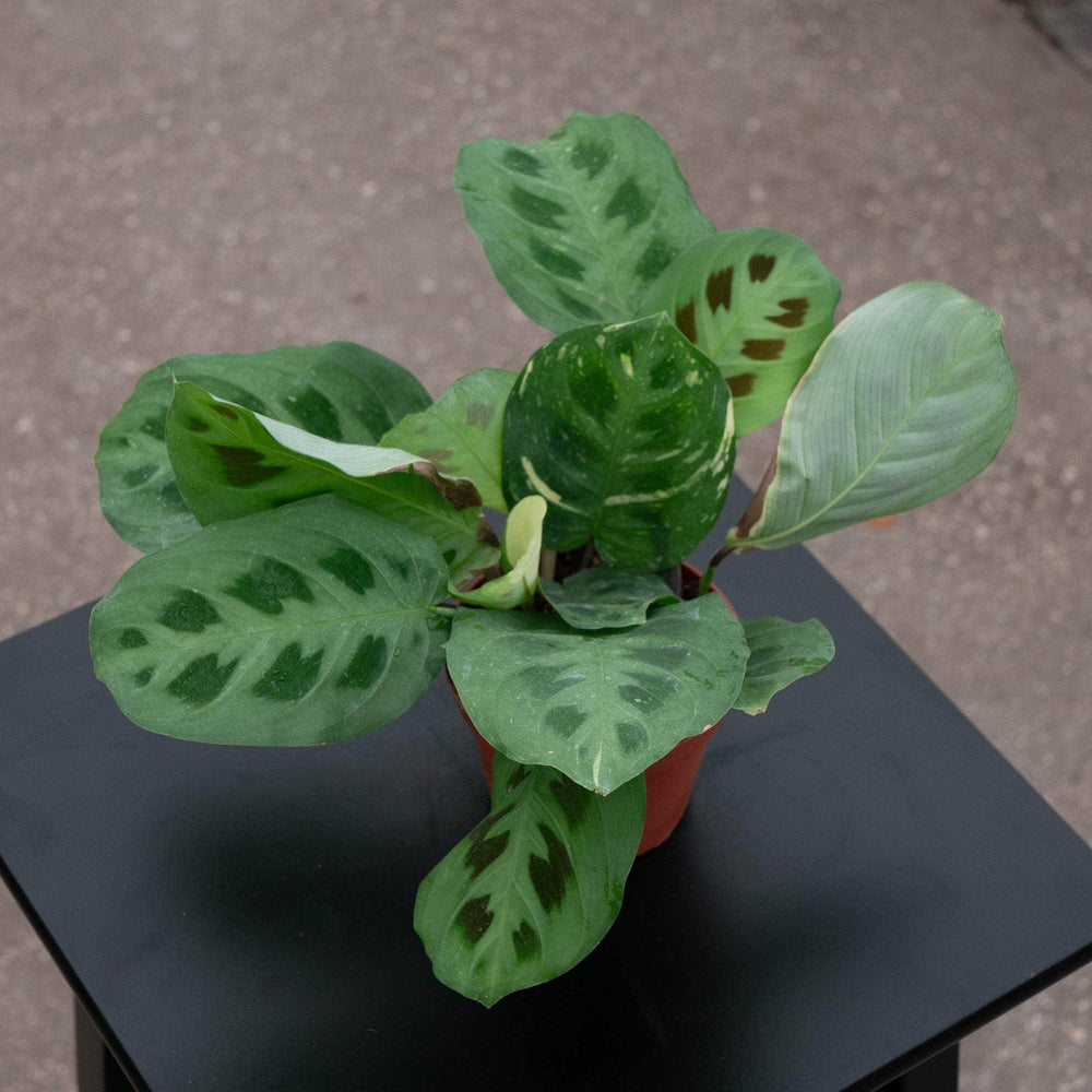 Maranta leuconeura var. kerchoveana 'Variegata' 'Beauty Kim ...