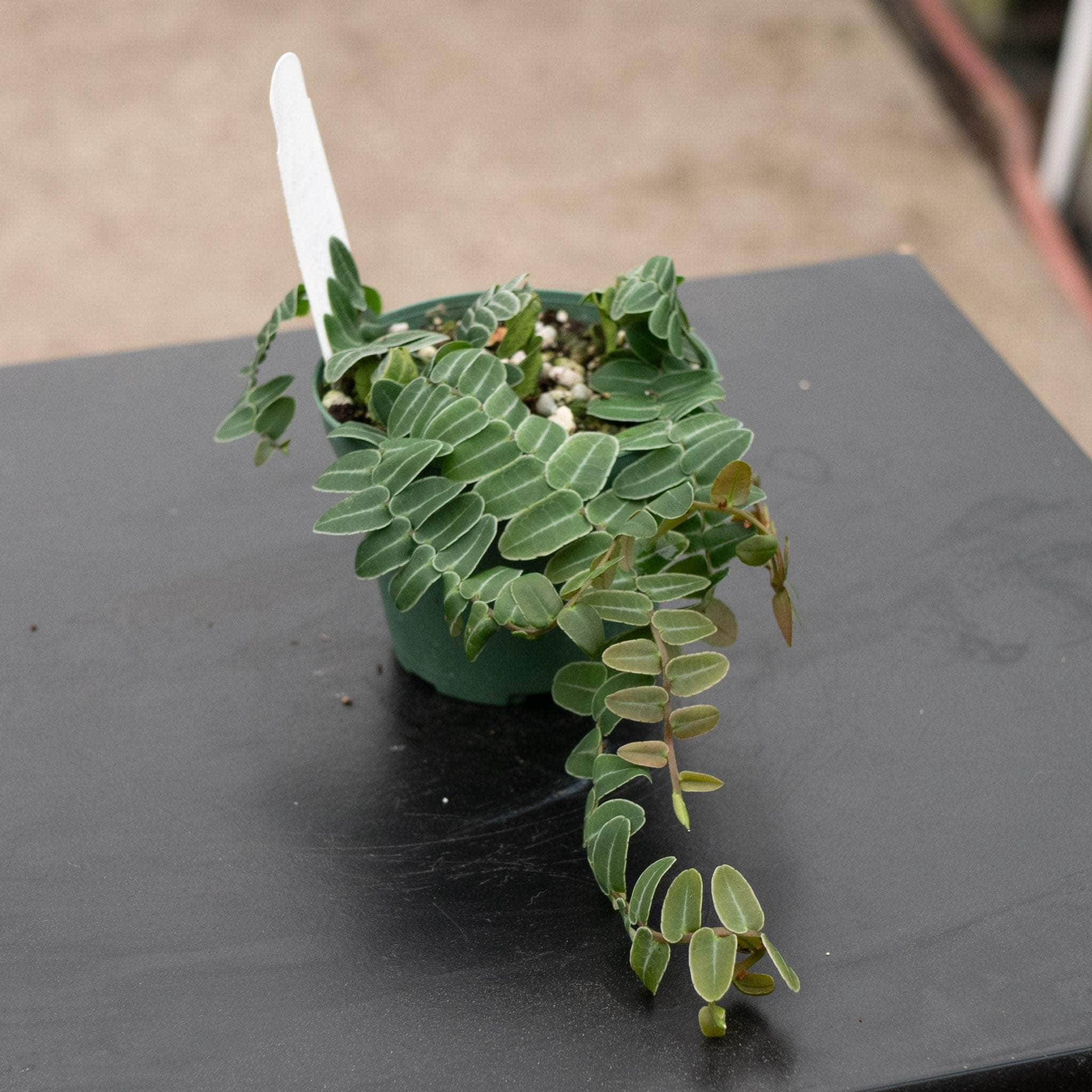 Marcgravia umbellata - Gabriella Plants