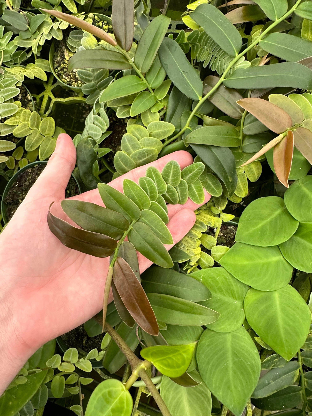 Marcgravia umbellata - Gabriella Plants