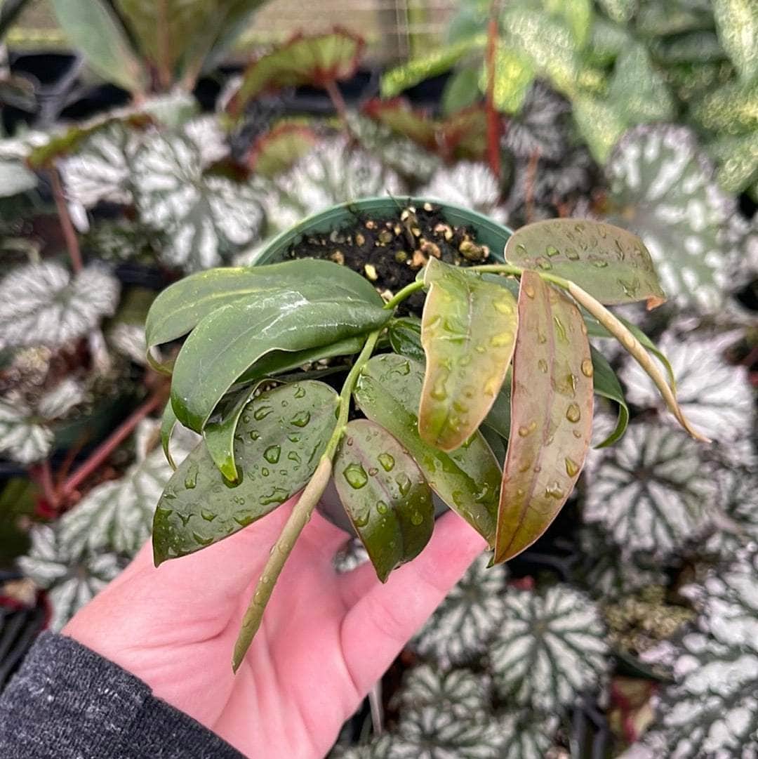 Marcgravia umbellata - Gabriella Plants