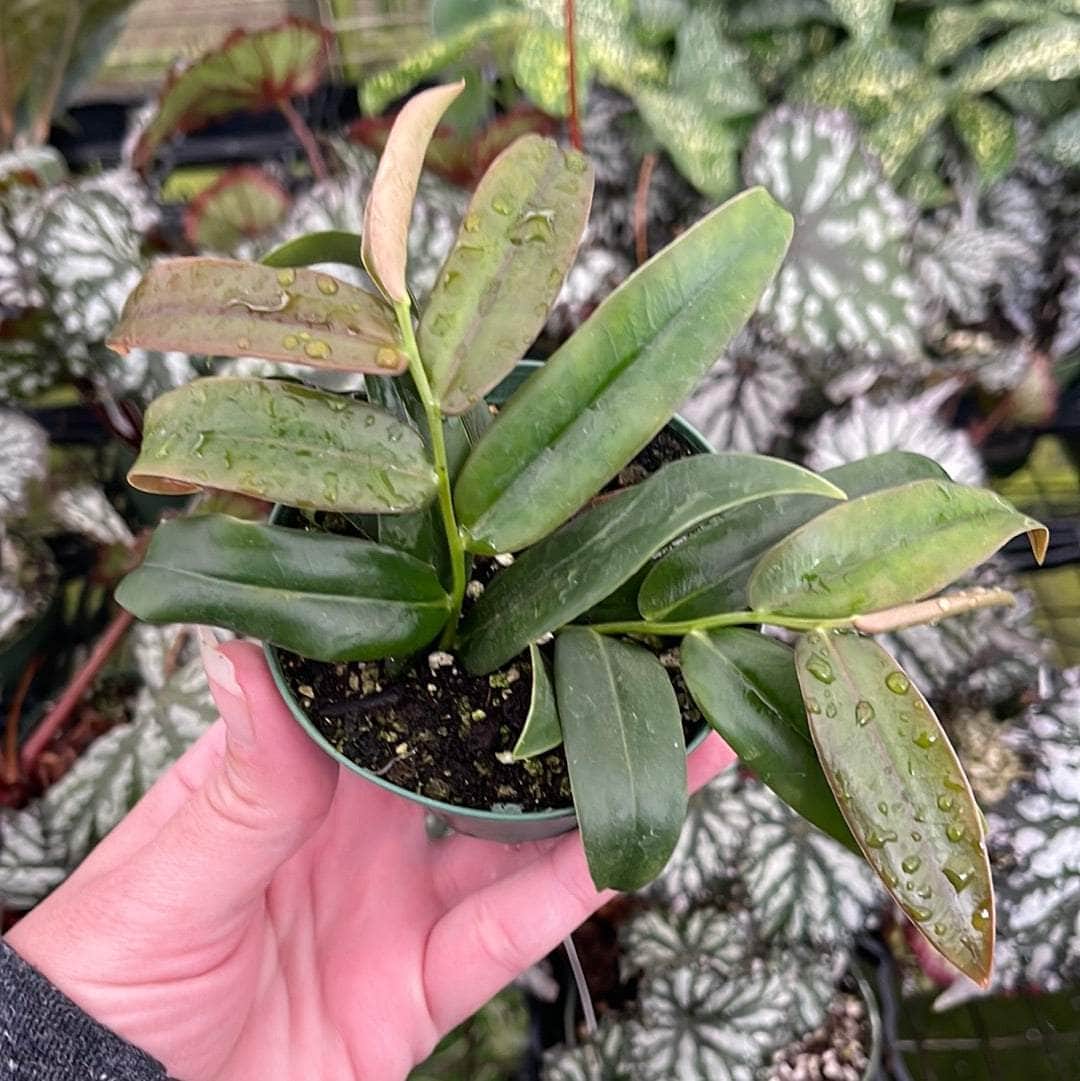 Marcgravia umbellata - Gabriella Plants