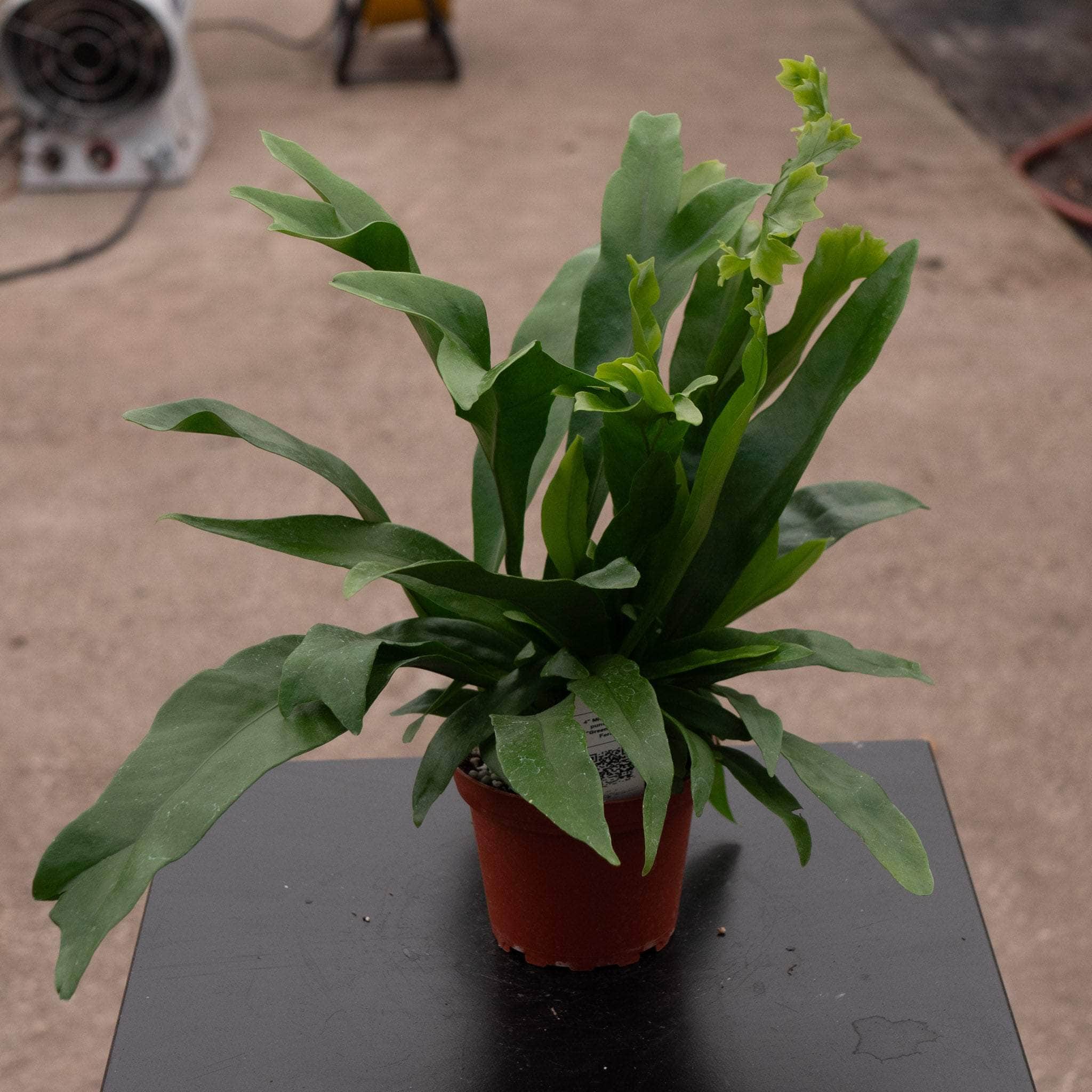 Fern Microsorum punctatum "Green Flame Fern" - Gabriella Plants