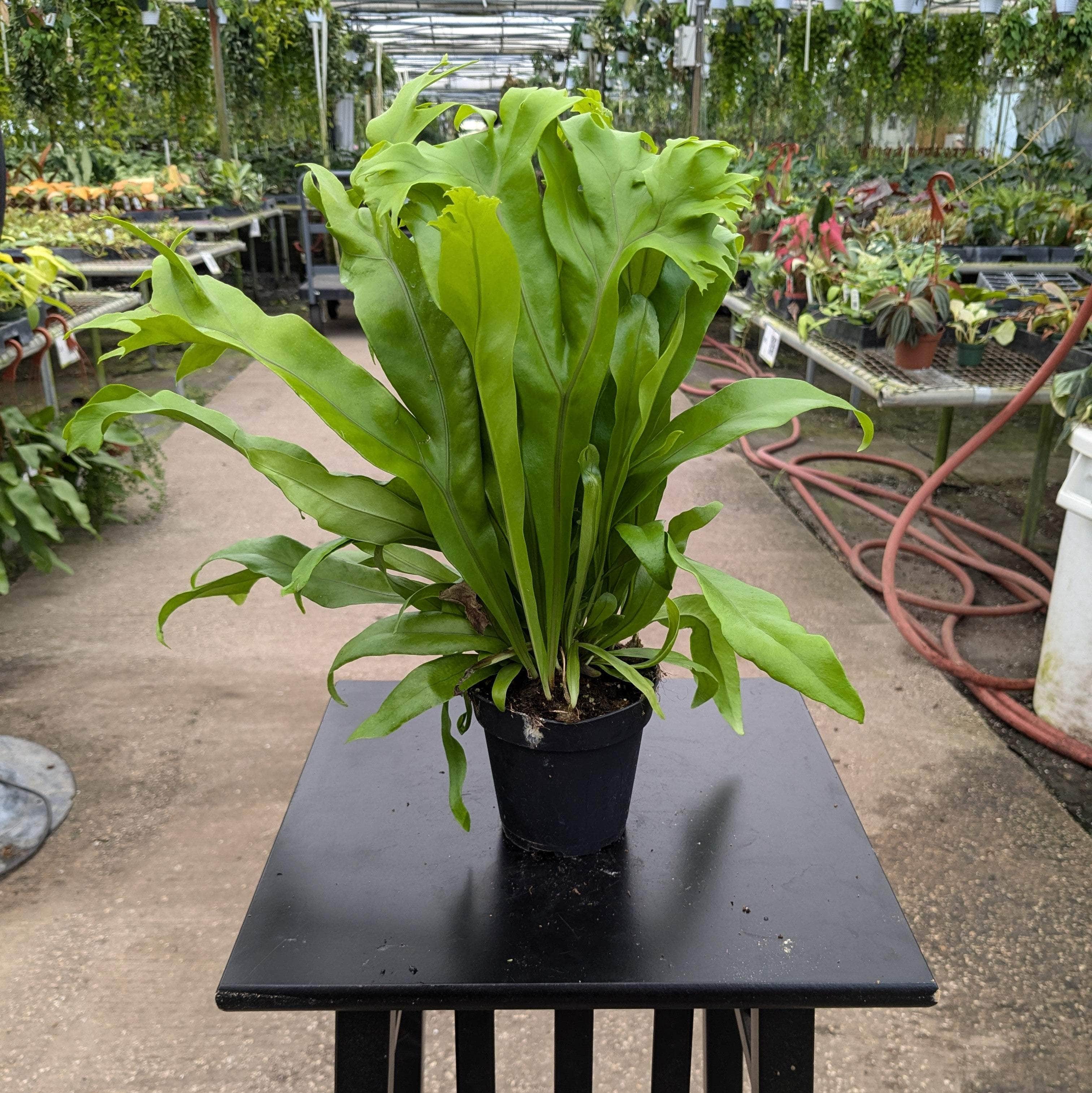 Microsorum punctatum "Green Flame Fern" - Gabriella Plants