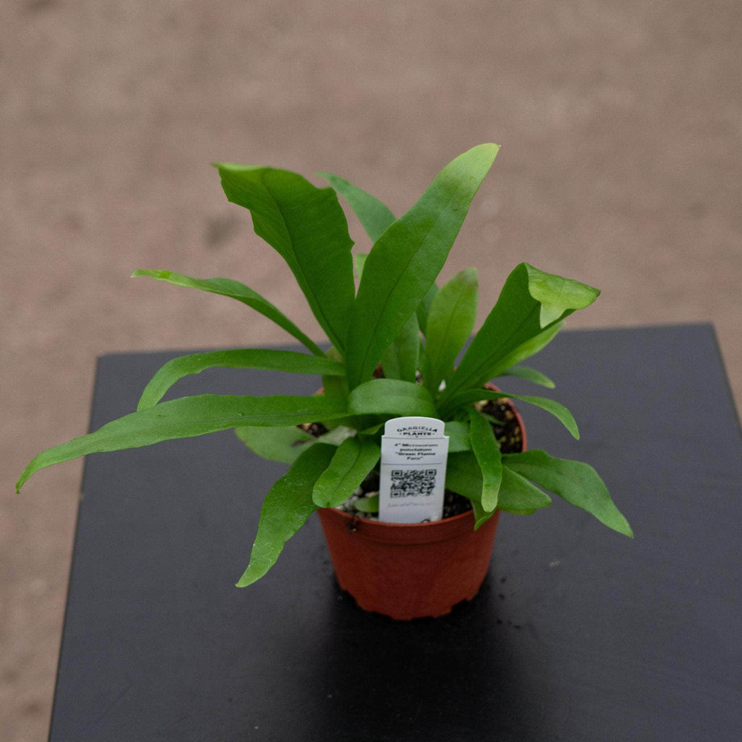 Microsorum punctatum "Green Flame Fern" - Gabriella Plants