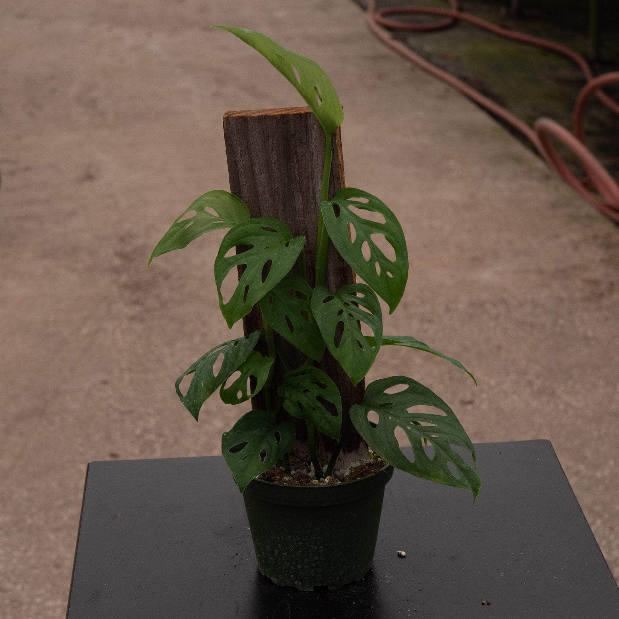 Monstera 'Esqueleto' - Gabriella Plants