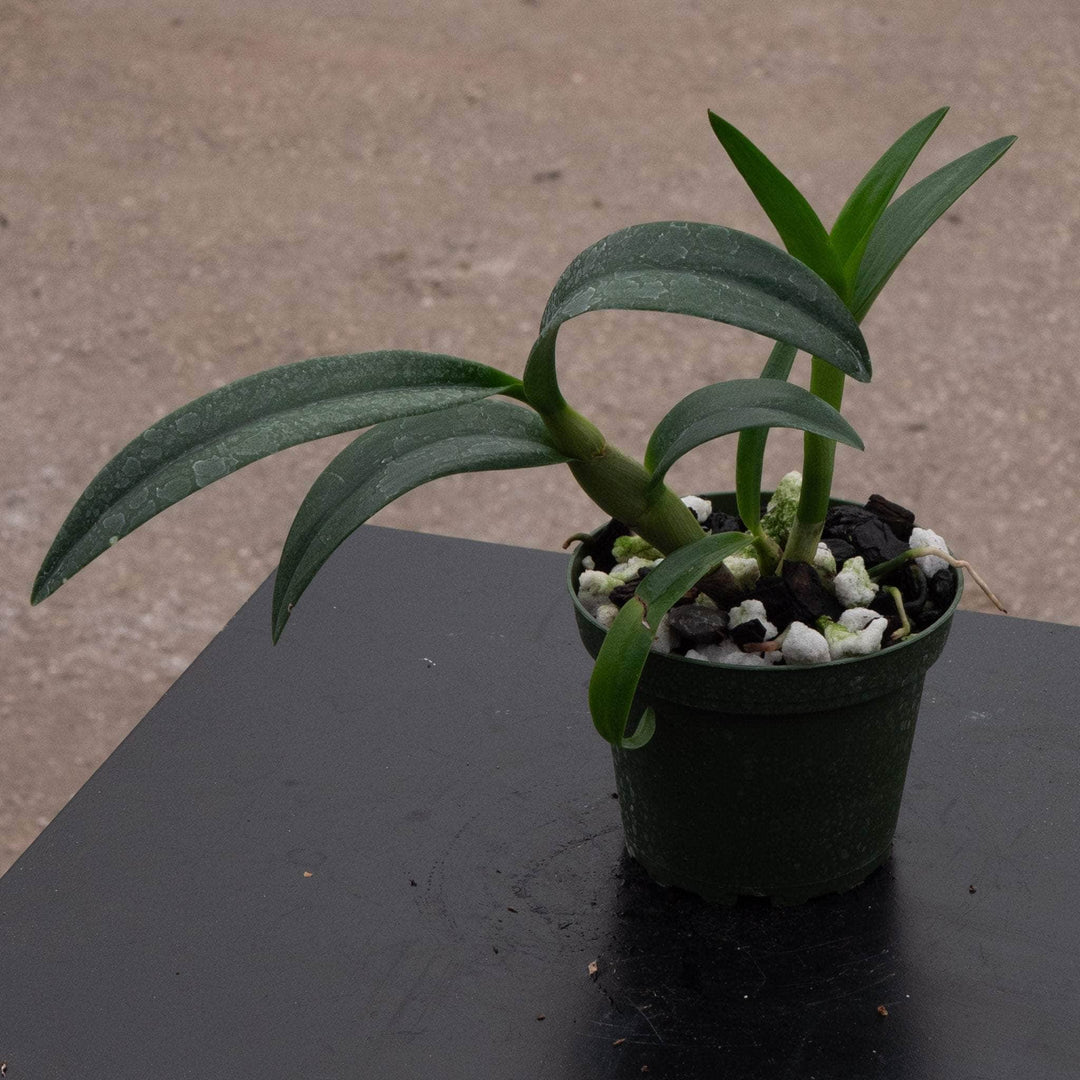 Orchid Dendrobium 'Dragon Rojo' - Gabriella Plants