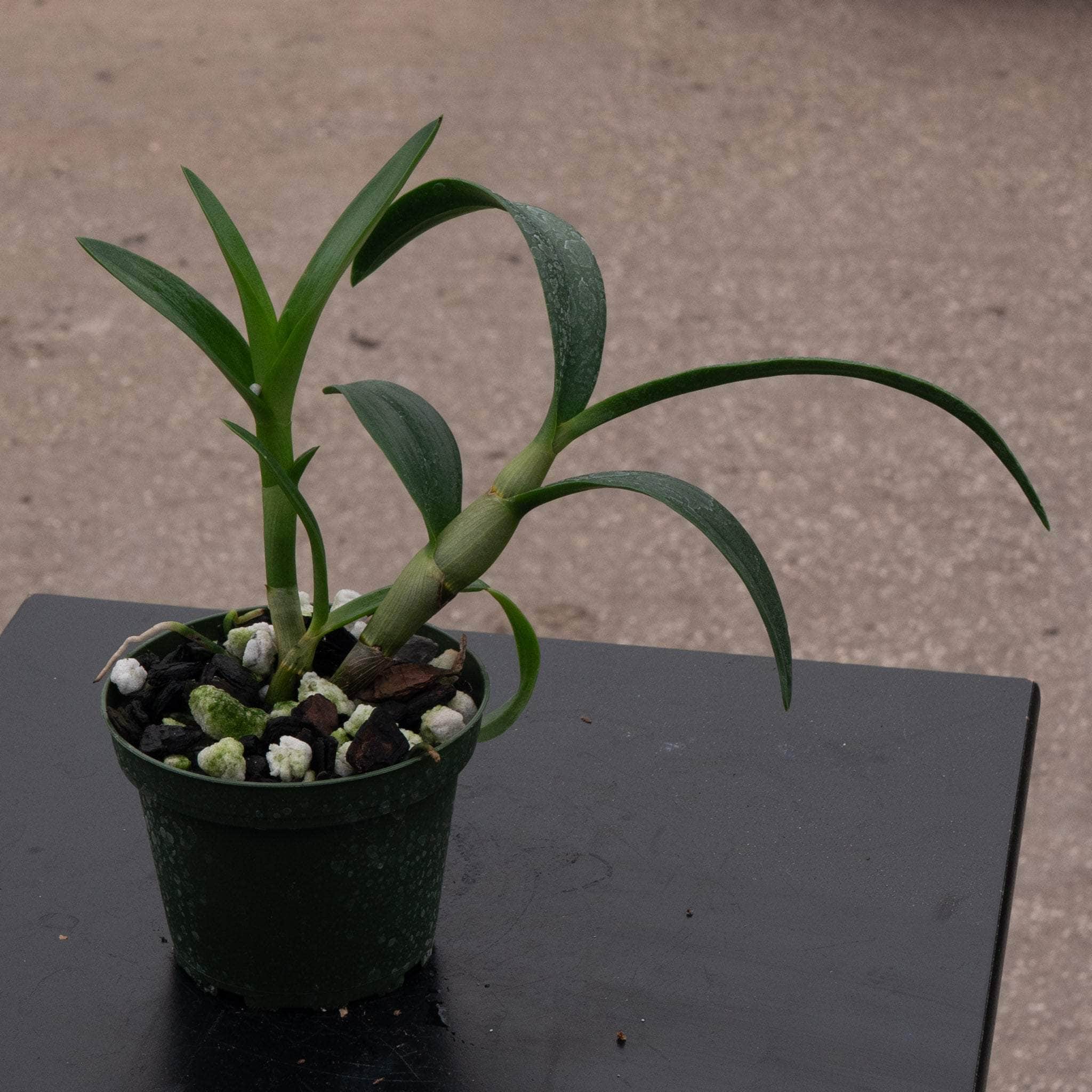 Orchid Dendrobium 'Dragon Rojo' - Gabriella Plants