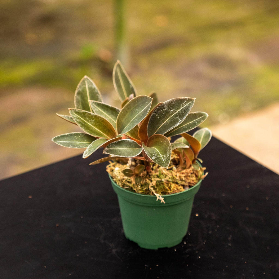 Orchid Ludisia discolor var. nigrescens - Gabriella Plants