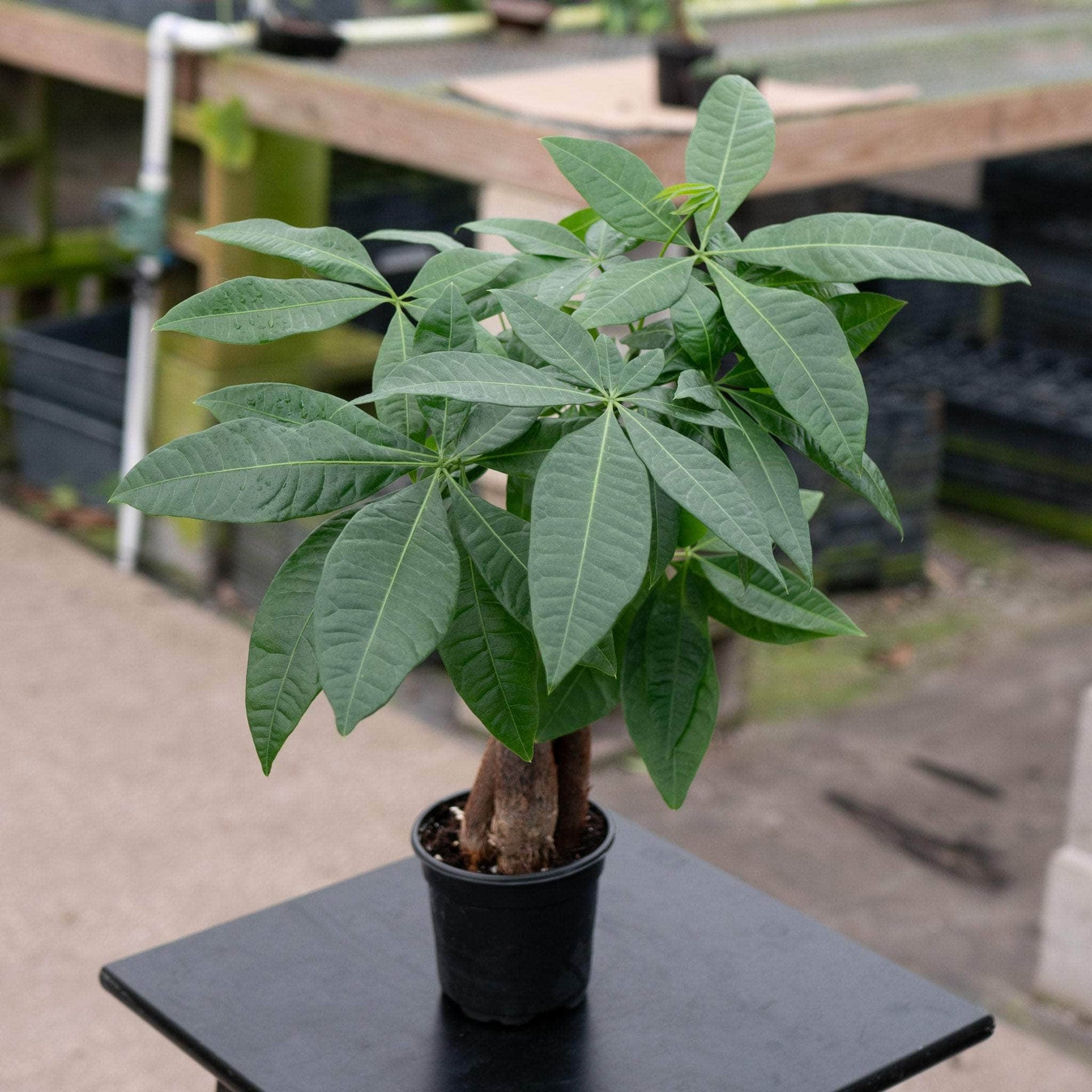 Pachira aquatica "Money Tree" Braid - Gabriella Plants