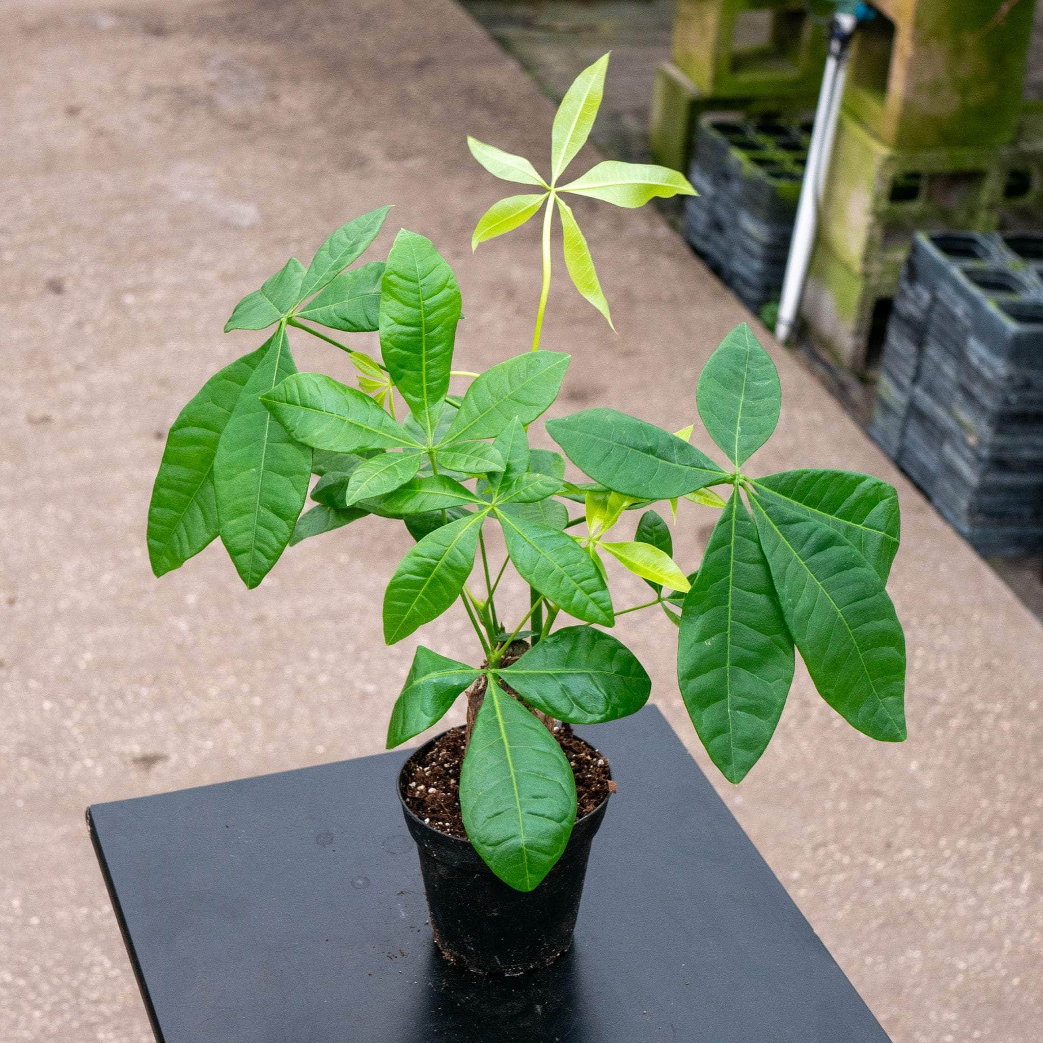 Pachira aquatica "Money Tree" Stump - Gabriella Plants