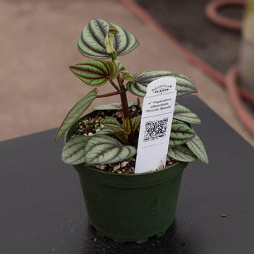 Inventory Update Page 6 - Gabriella Plants