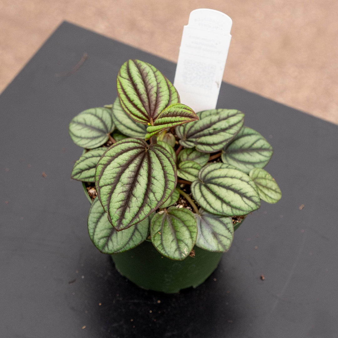 Peperomia albovittata 'Piccolo Banda' - Gabriella Plants