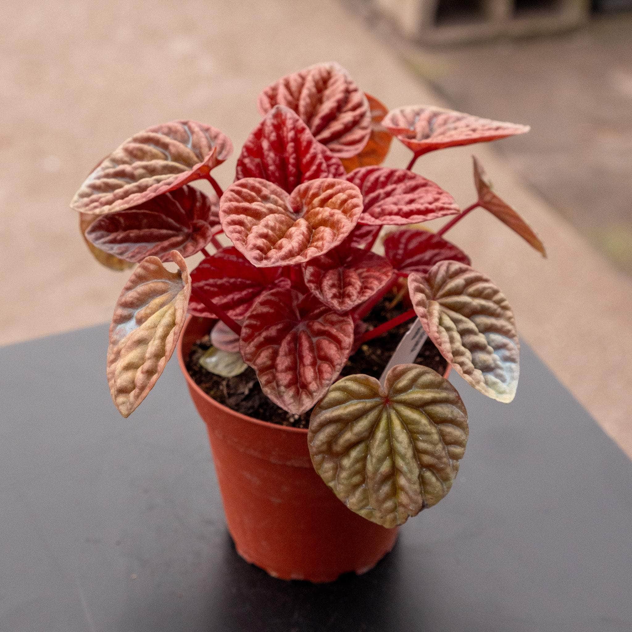 Peperomia caperata 'Quito' - Gabriella Plants