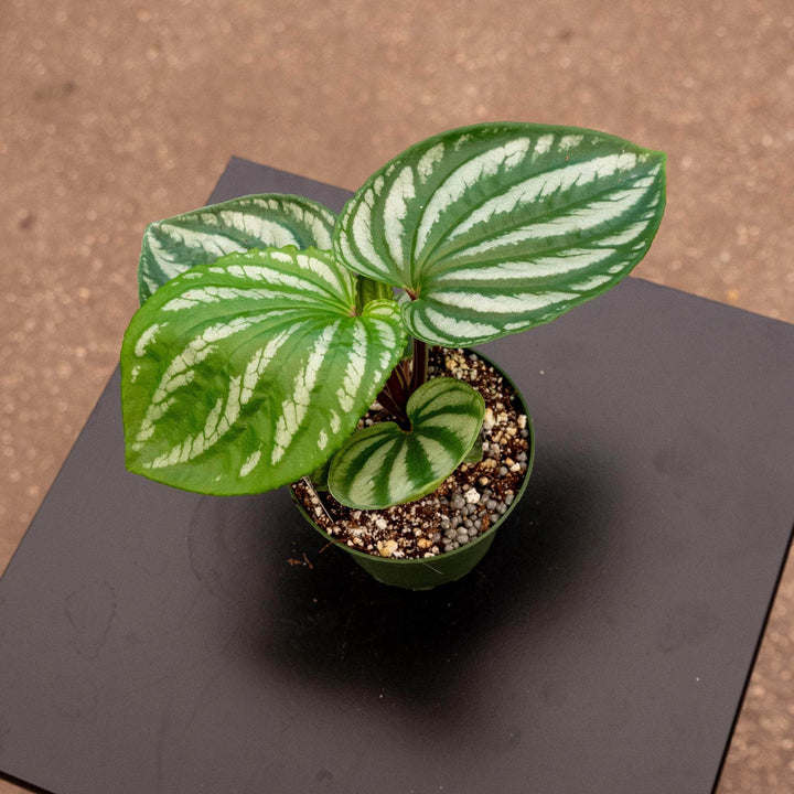 Peperomia 'Ecuador' - Gabriella Plants