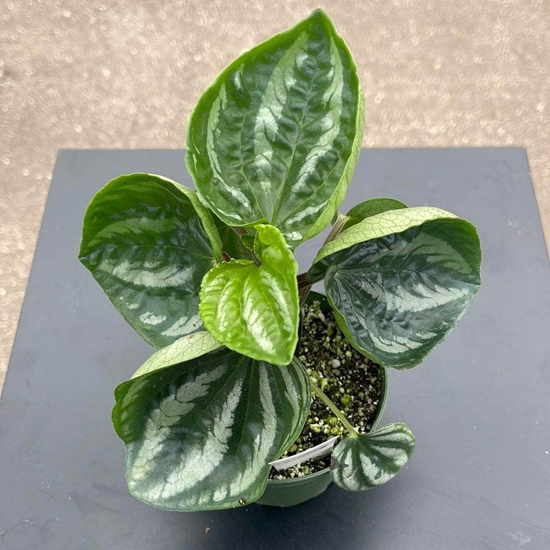 Peperomia 'Ecuador' - Gabriella Plants