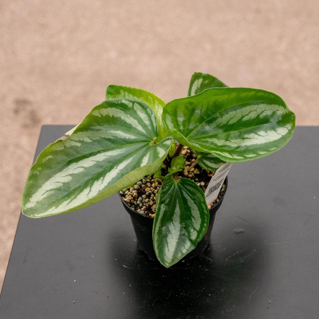 Peperomia 'Ecuador' - Gabriella Plants