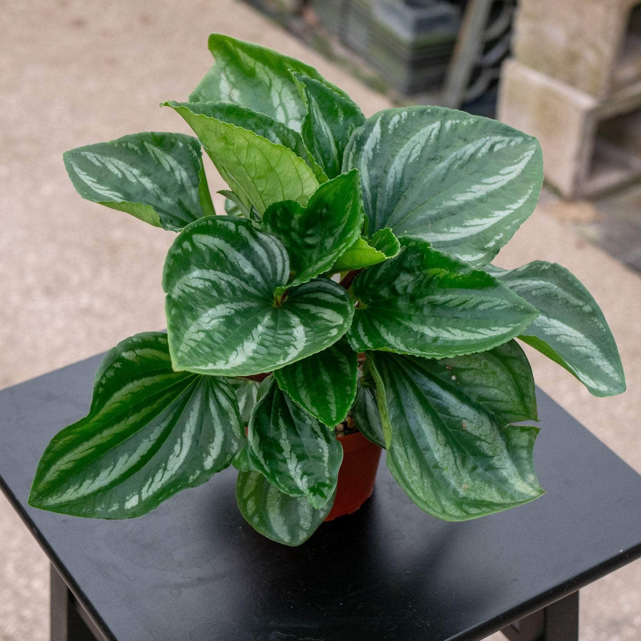 Peperomia 'Ecuador' - Gabriella Plants