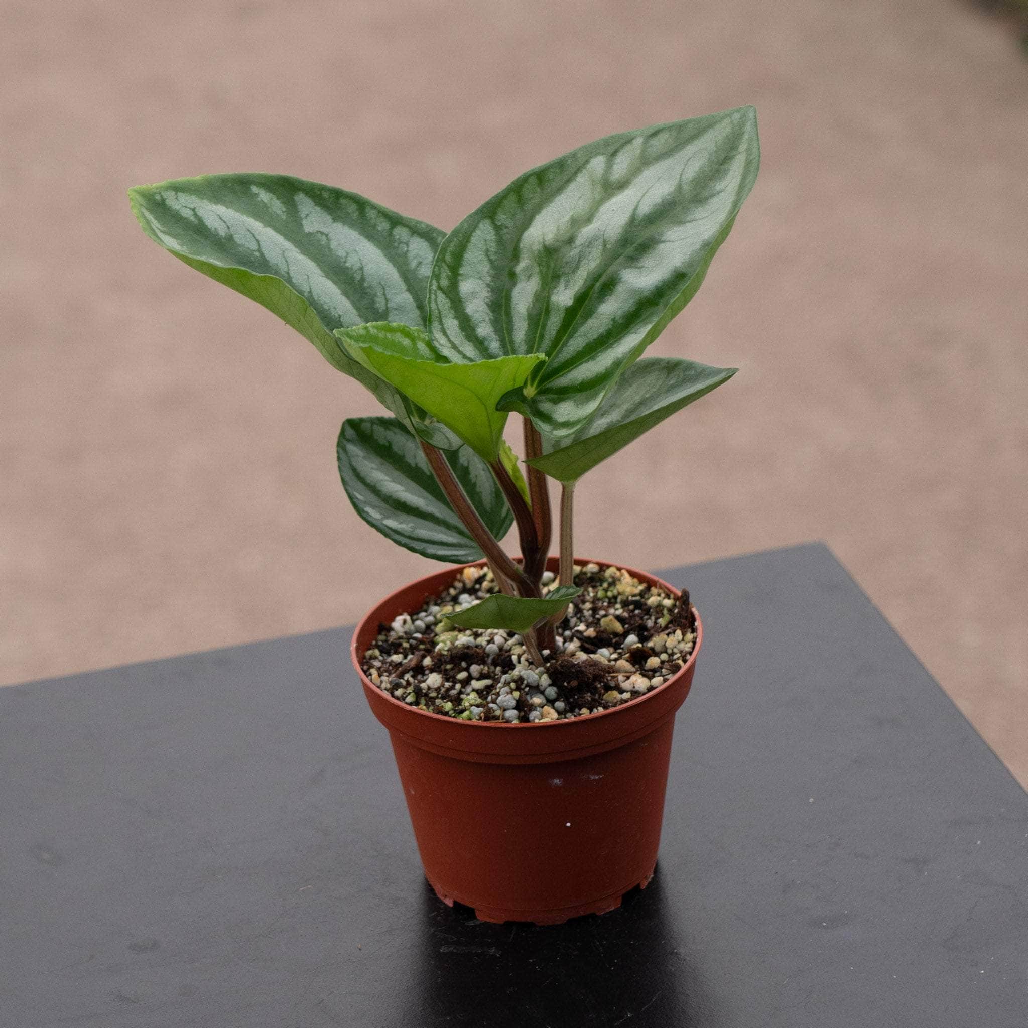 Peperomia 'Ecuador' - Gabriella Plants