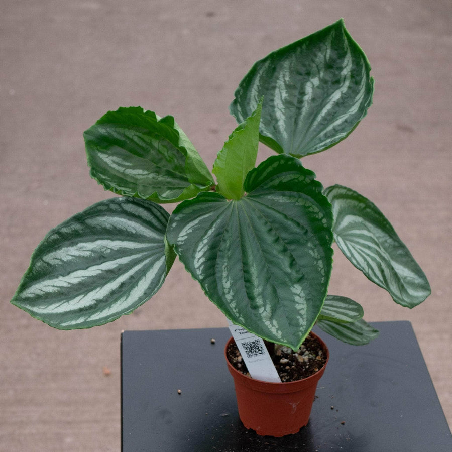 Inventory Update Page 6 - Gabriella Plants