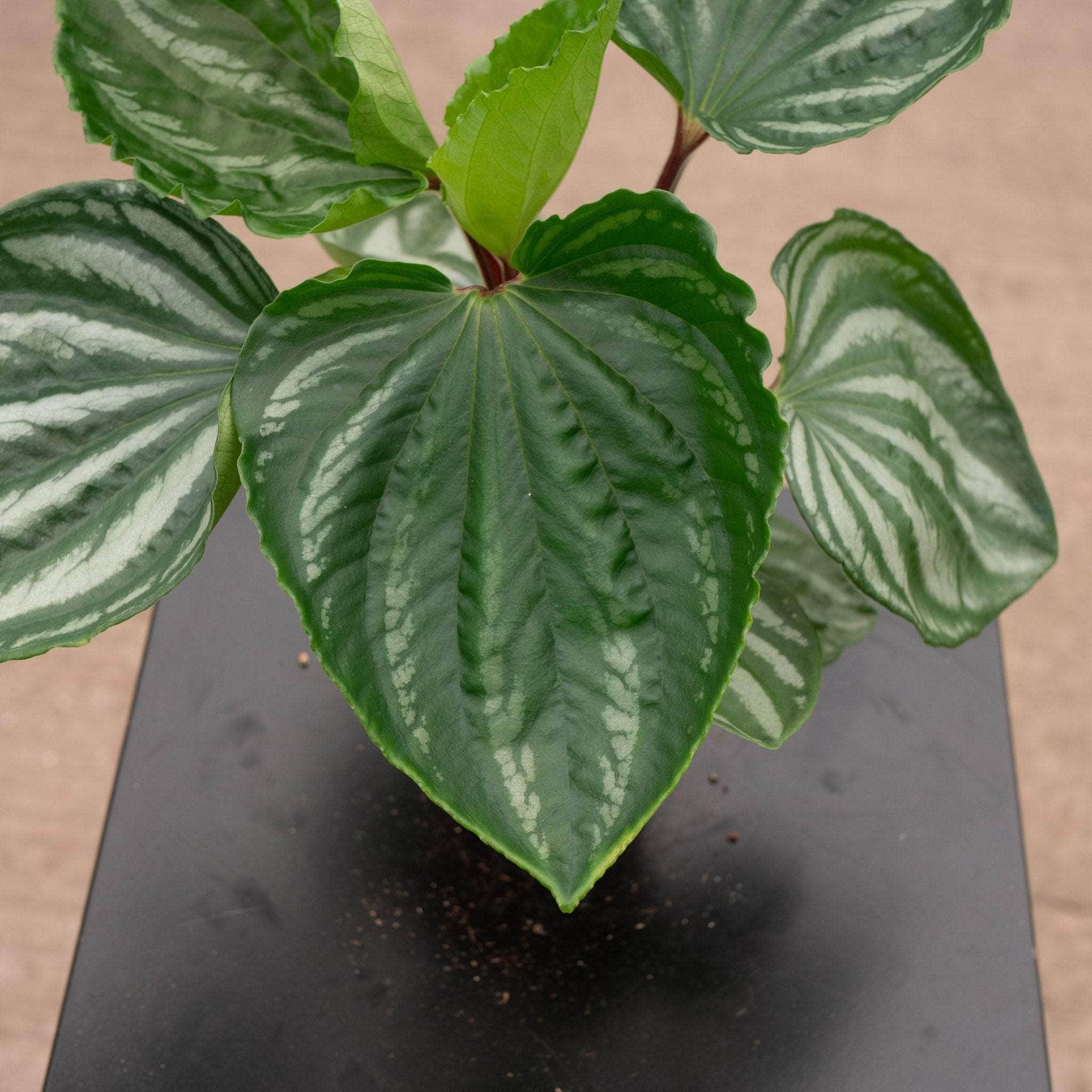Peperomia 'Ecuador' - Gabriella Plants