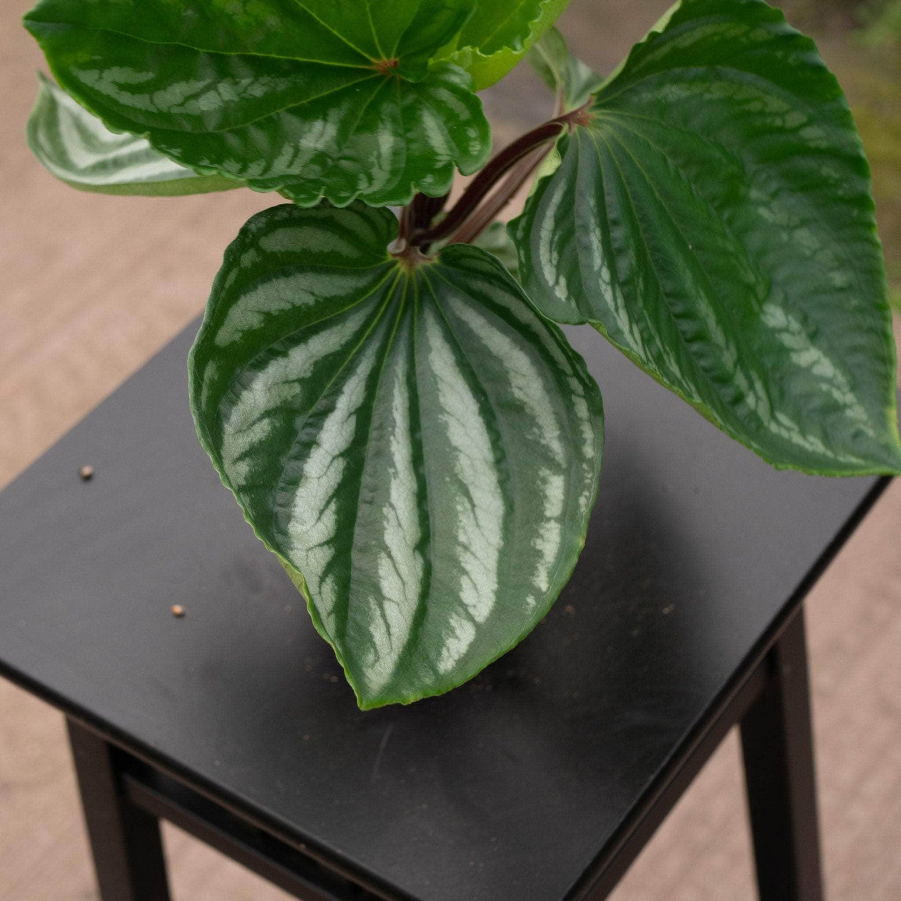 Peperomia 'Ecuador' - Gabriella Plants