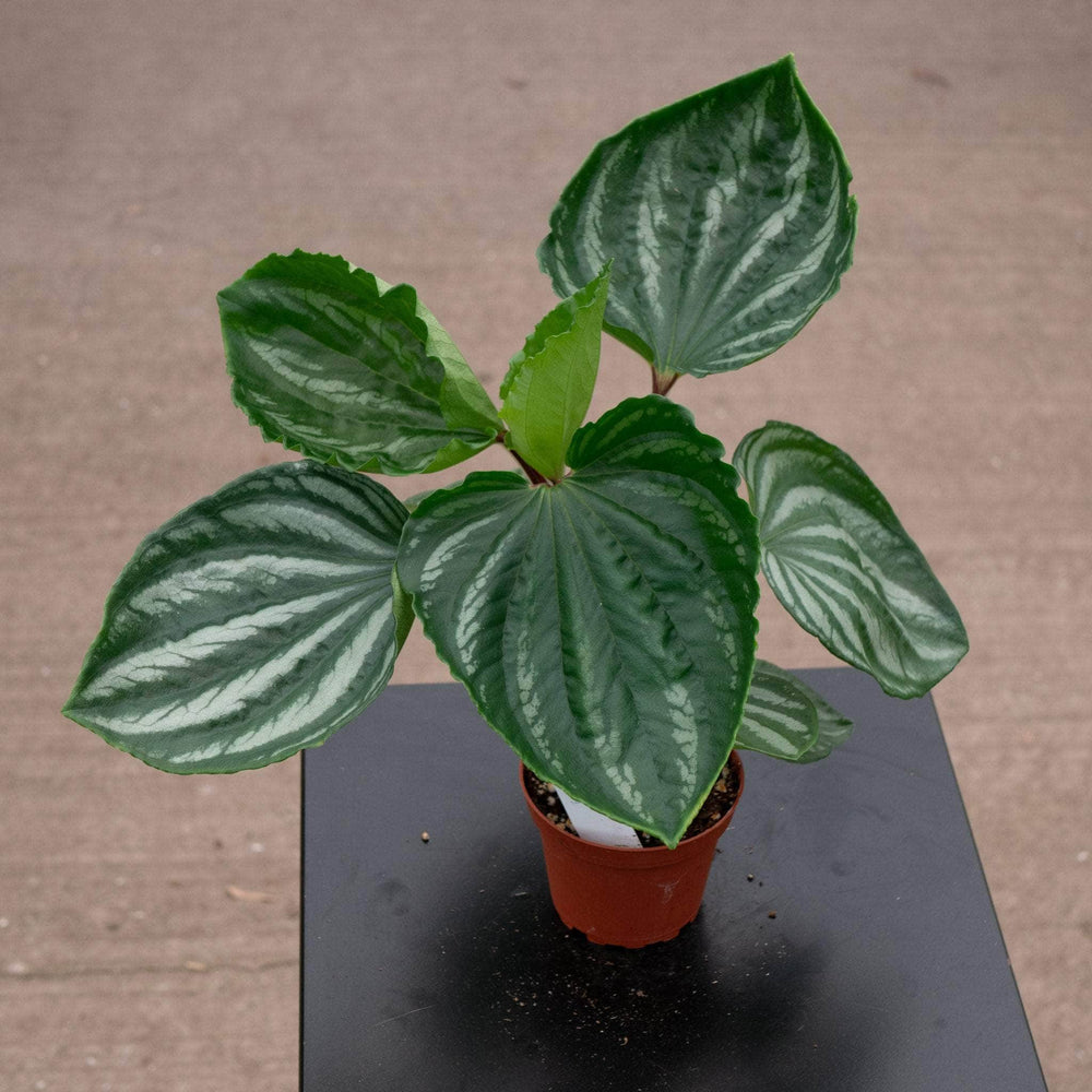 Peperomia 'Ecuador' - Gabriella Plants