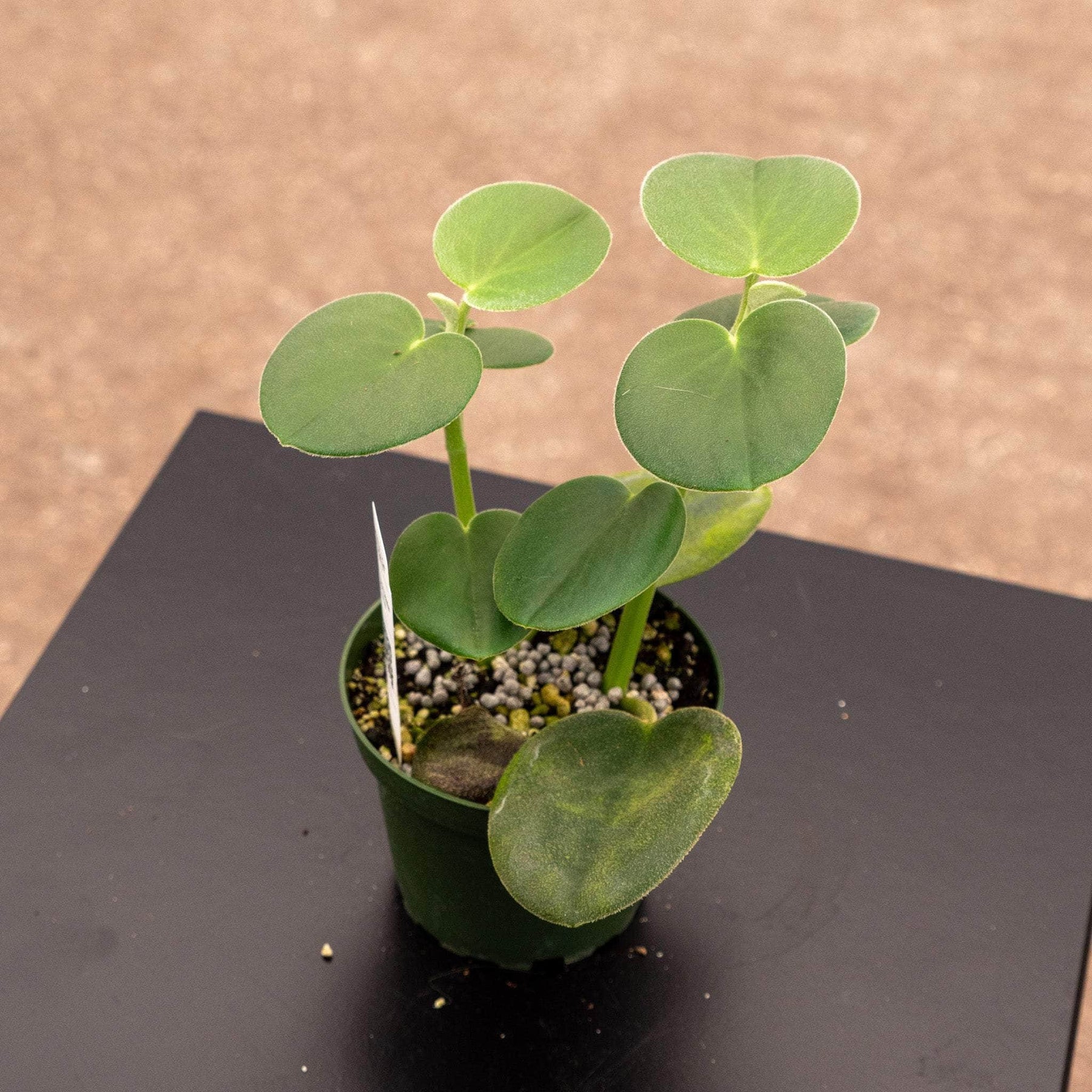 Peperomia incana - Gabriella Plants