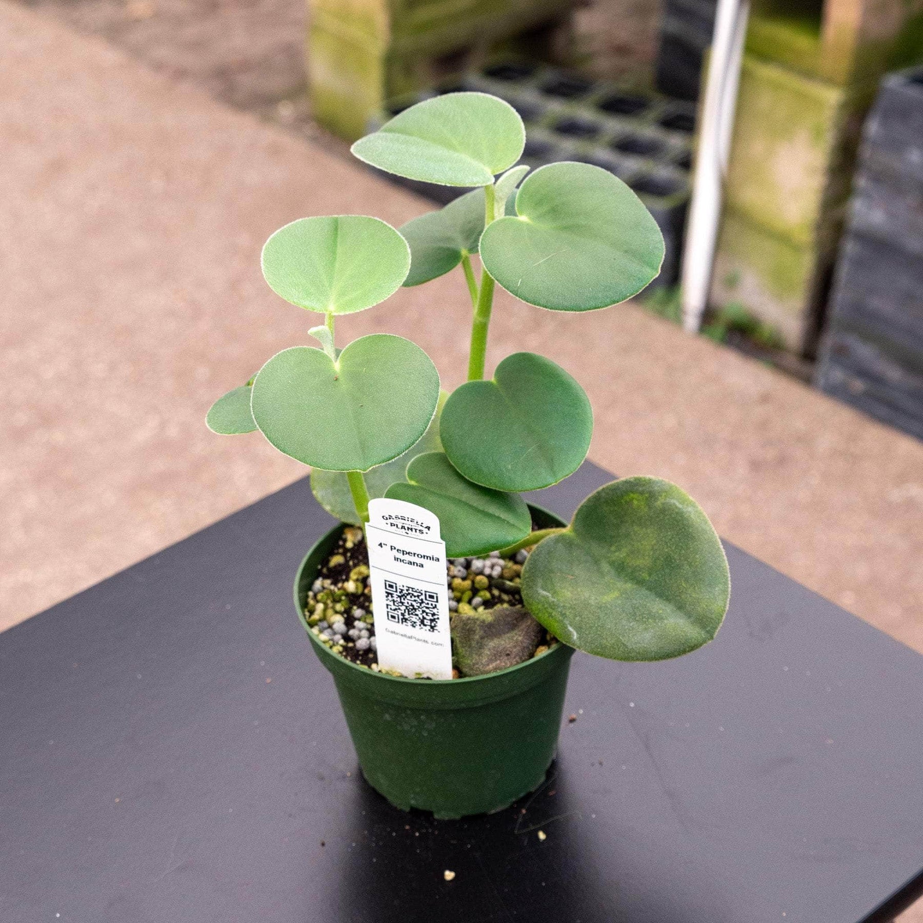 Peperomia incana - Gabriella Plants