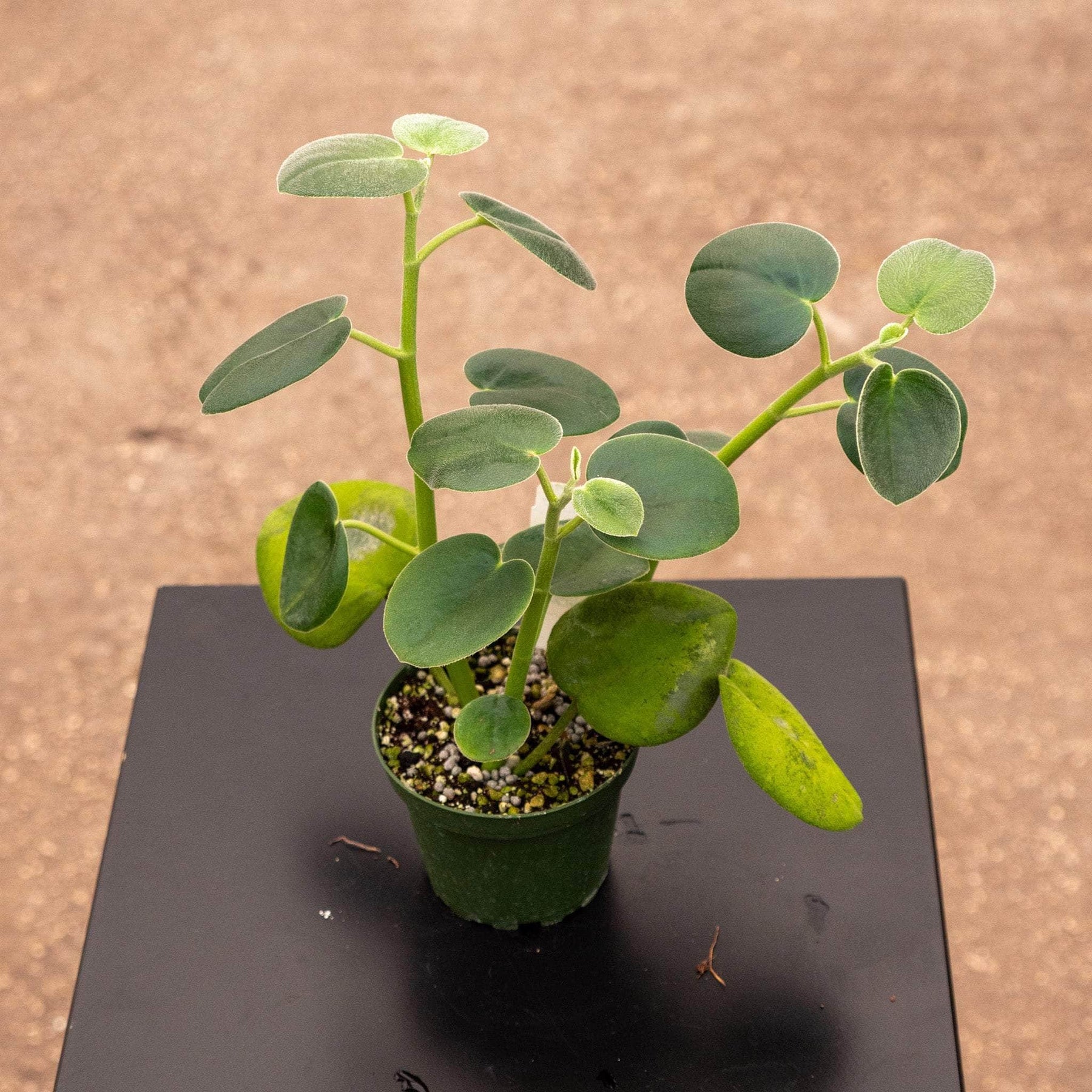 Peperomia incana - Gabriella Plants