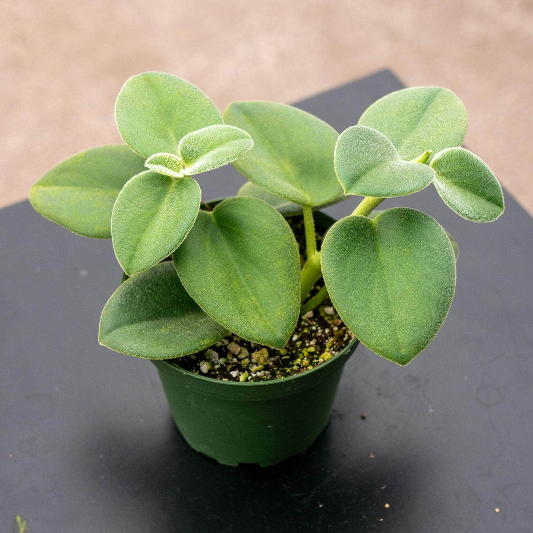 Peperomia incana - Gabriella Plants