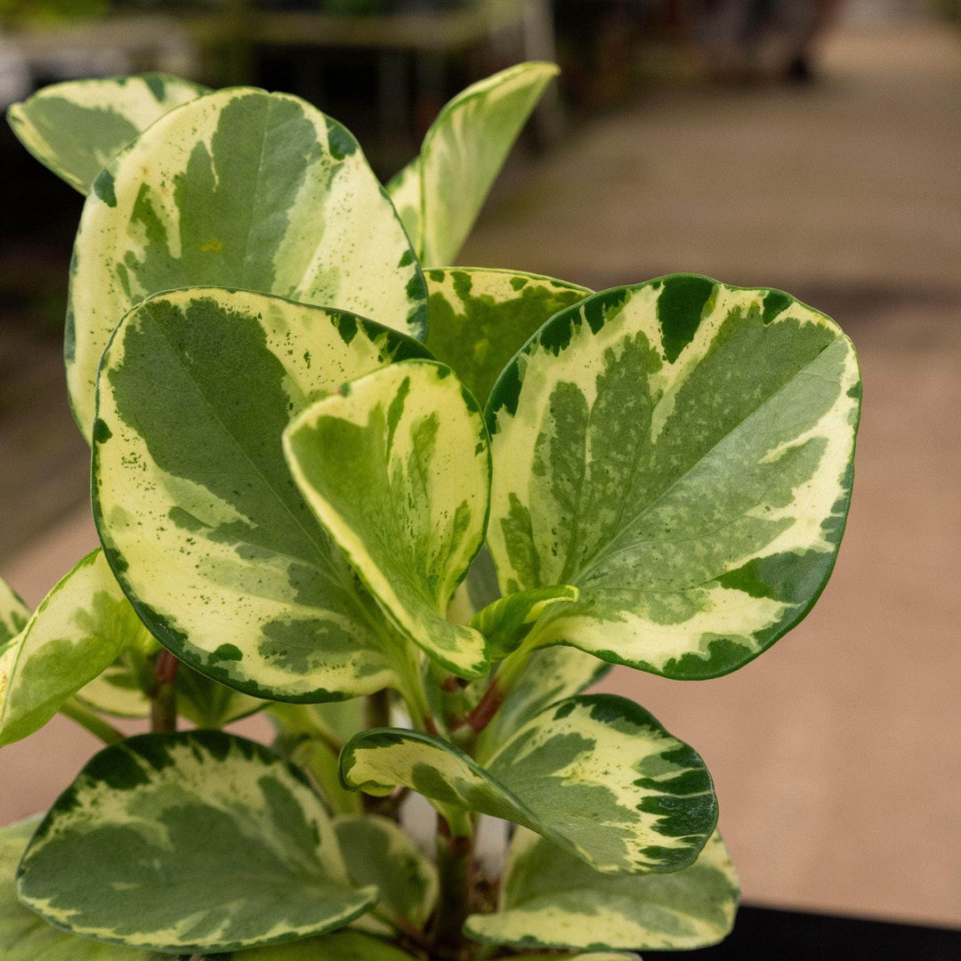 Peperomia obtusifolia 'Golden Gate' - Gabriella Plants