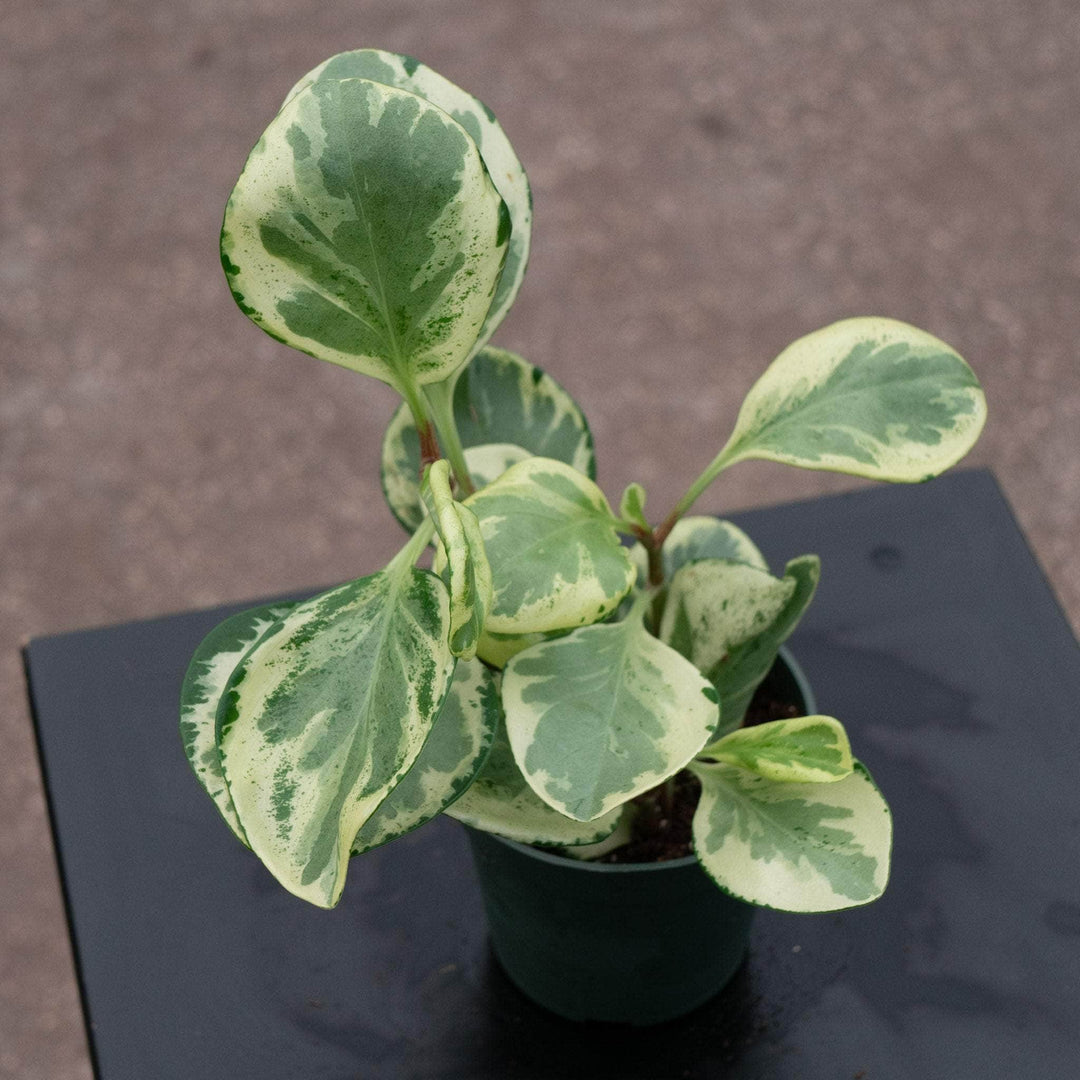 Peperomia obtusifolia 'Golden Gate' - Gabriella Plants