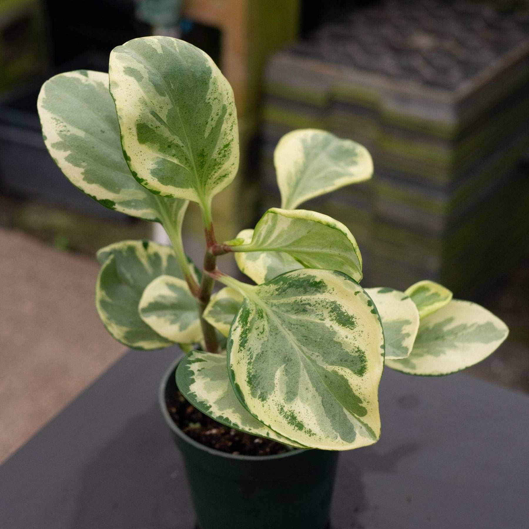 Peperomia obtusifolia 'Golden Gate' - Gabriella Plants