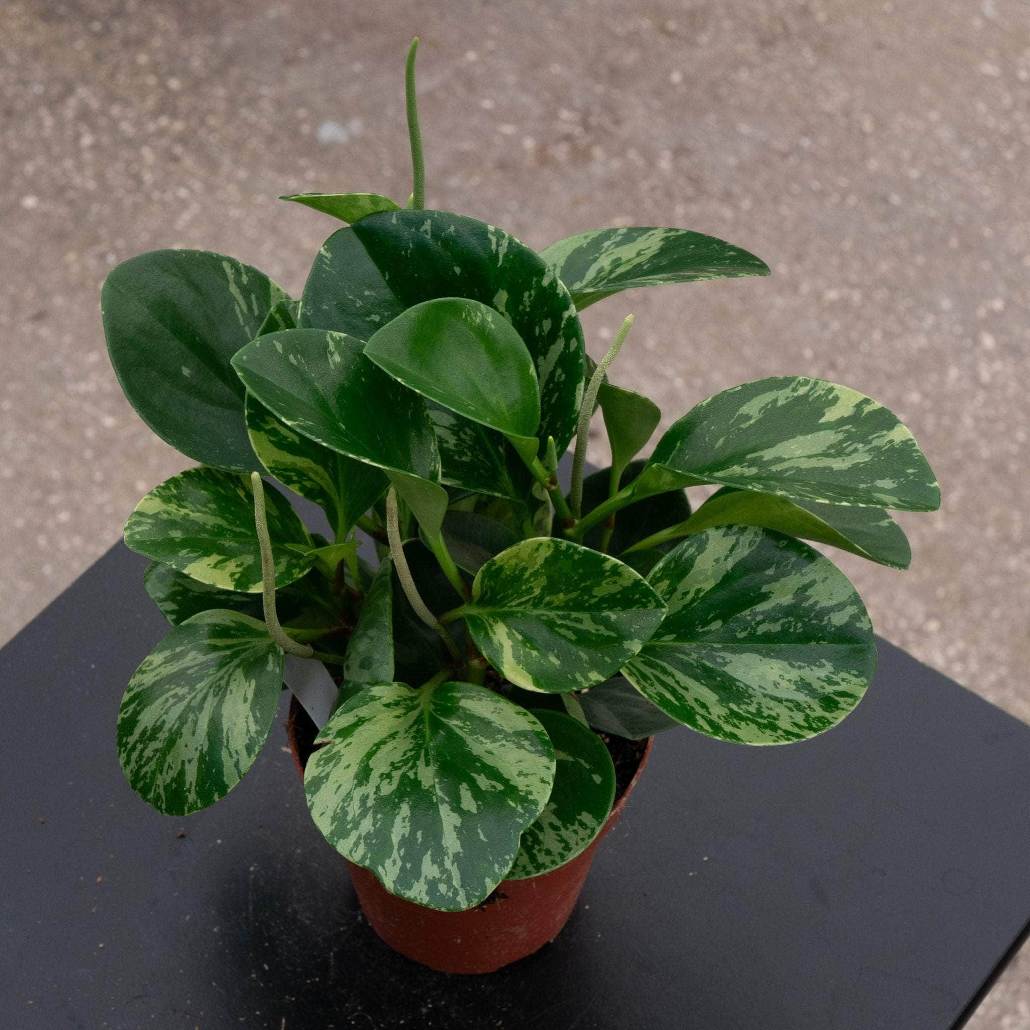 Peperomia obtusifolia 'Marble' - Gabriella Plants