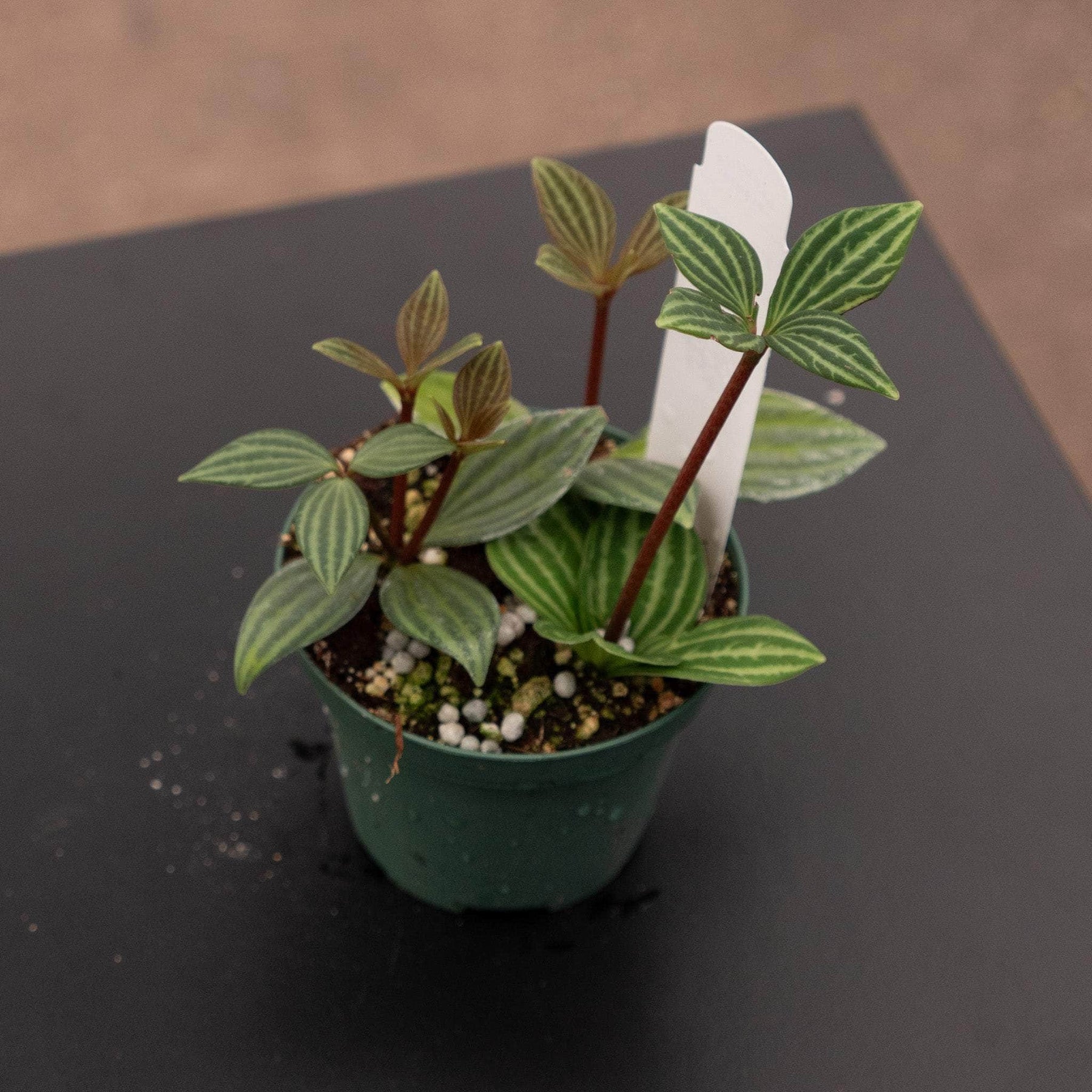 Peperomia tetragona "Parallel" - Gabriella Plants