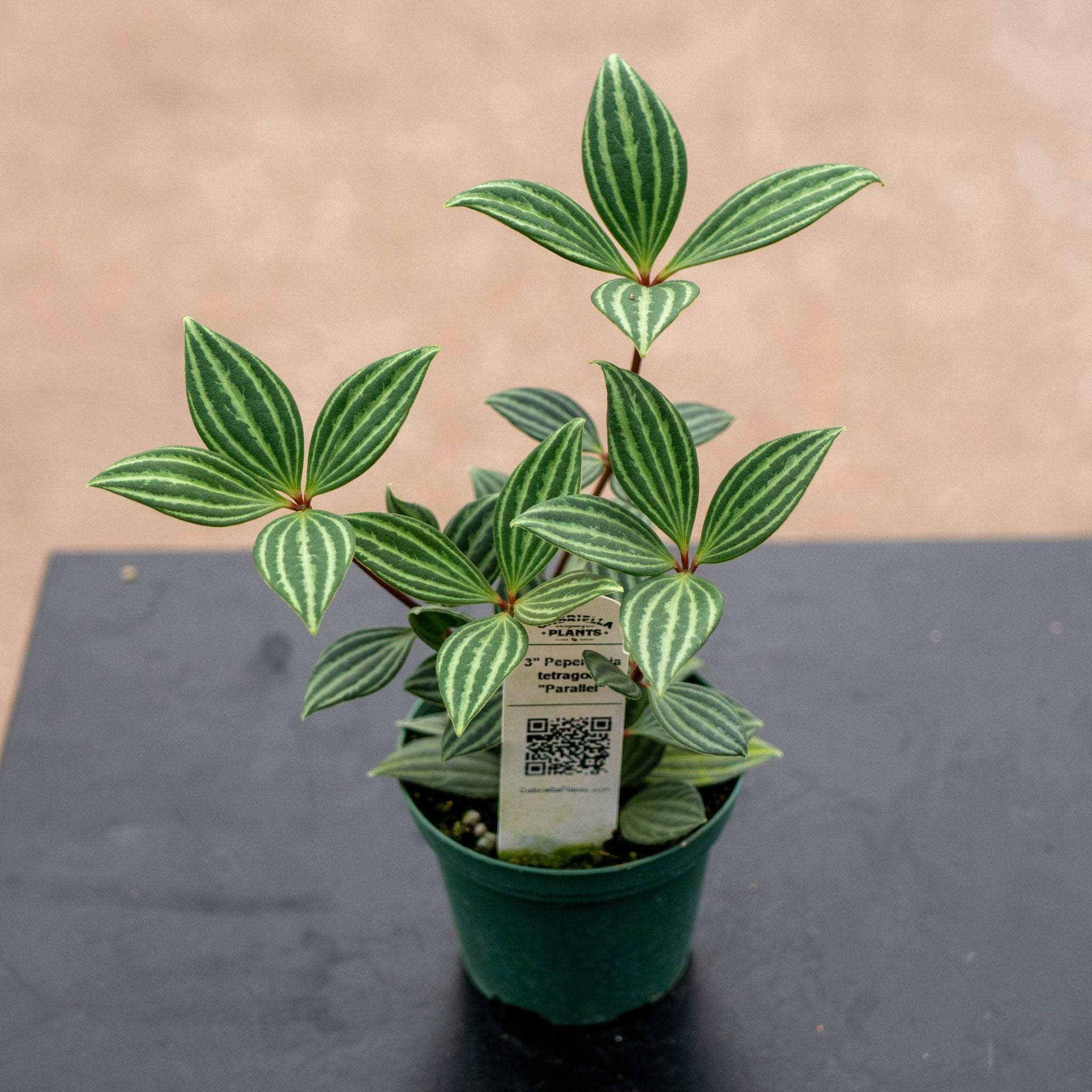 Peperomia tetragona "Parallel" - Gabriella Plants