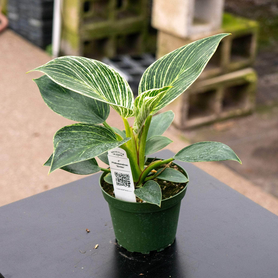 Inventory Update Page 6 - Gabriella Plants